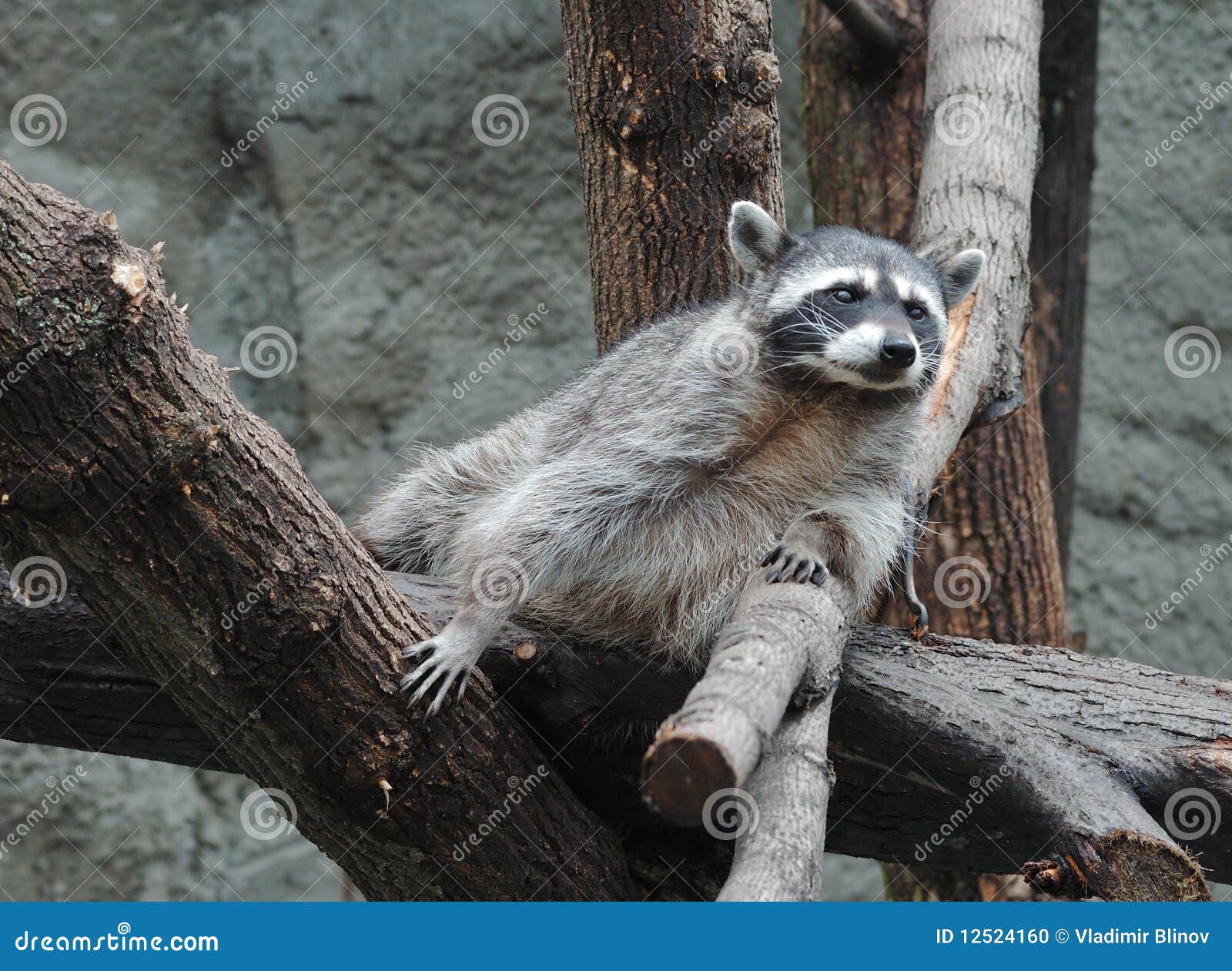 Raccoon stock photo. Image of thick, wool, animal, nature - 12524160