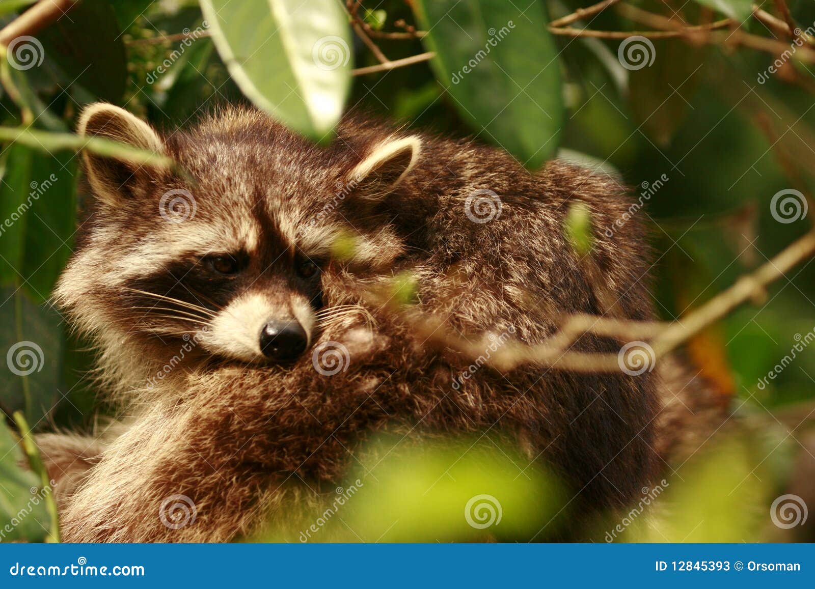 Raccoon stock image. Image of resting, furry, raccoon - 12845393
