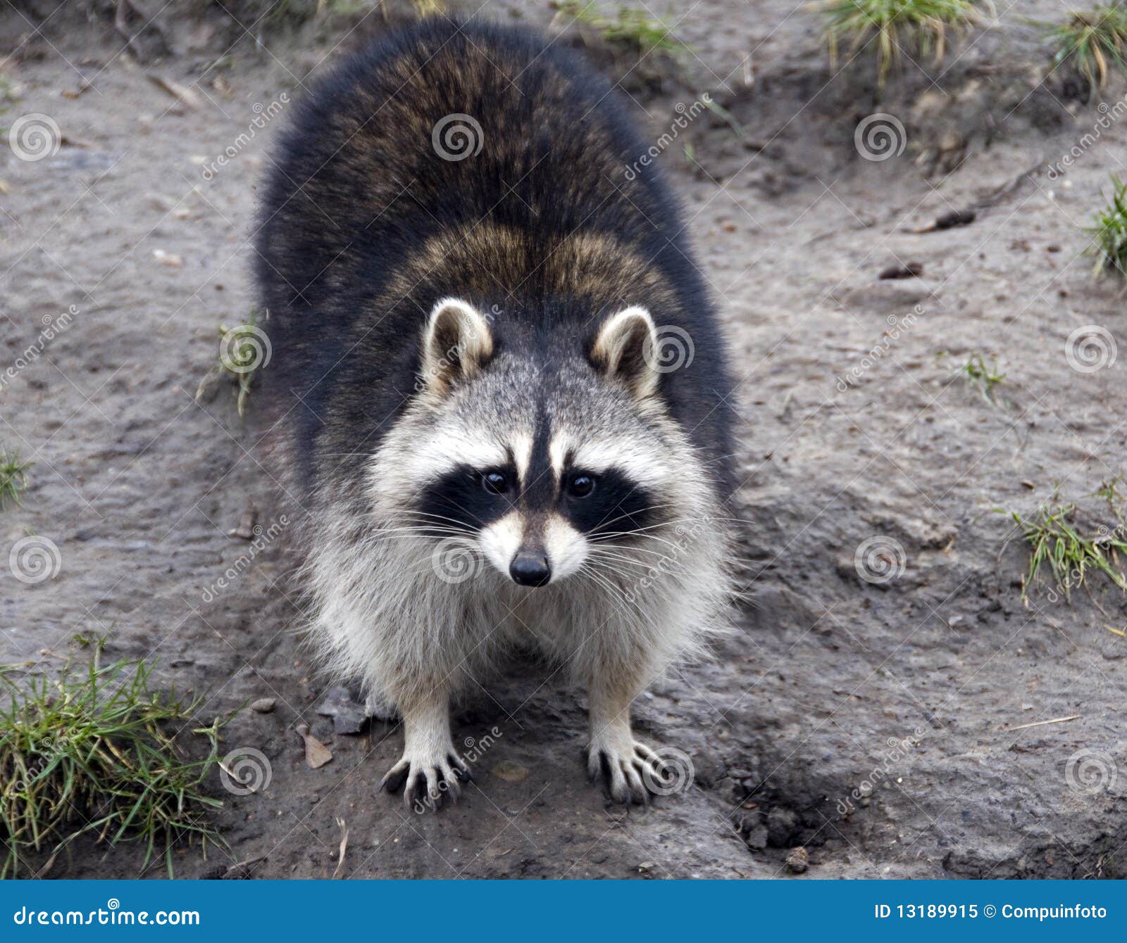 Raccoon stock image. Image of mammal, raccoon, black - 13189915