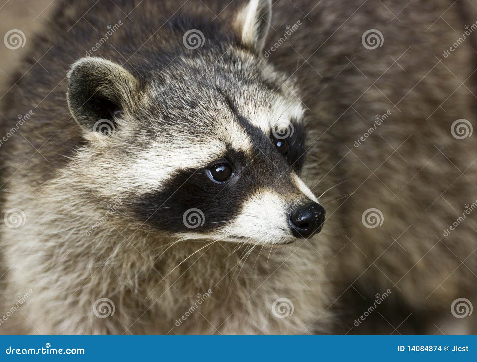 Raccoon. stock photo. Image of black, wildlife, raccoon - 14084874