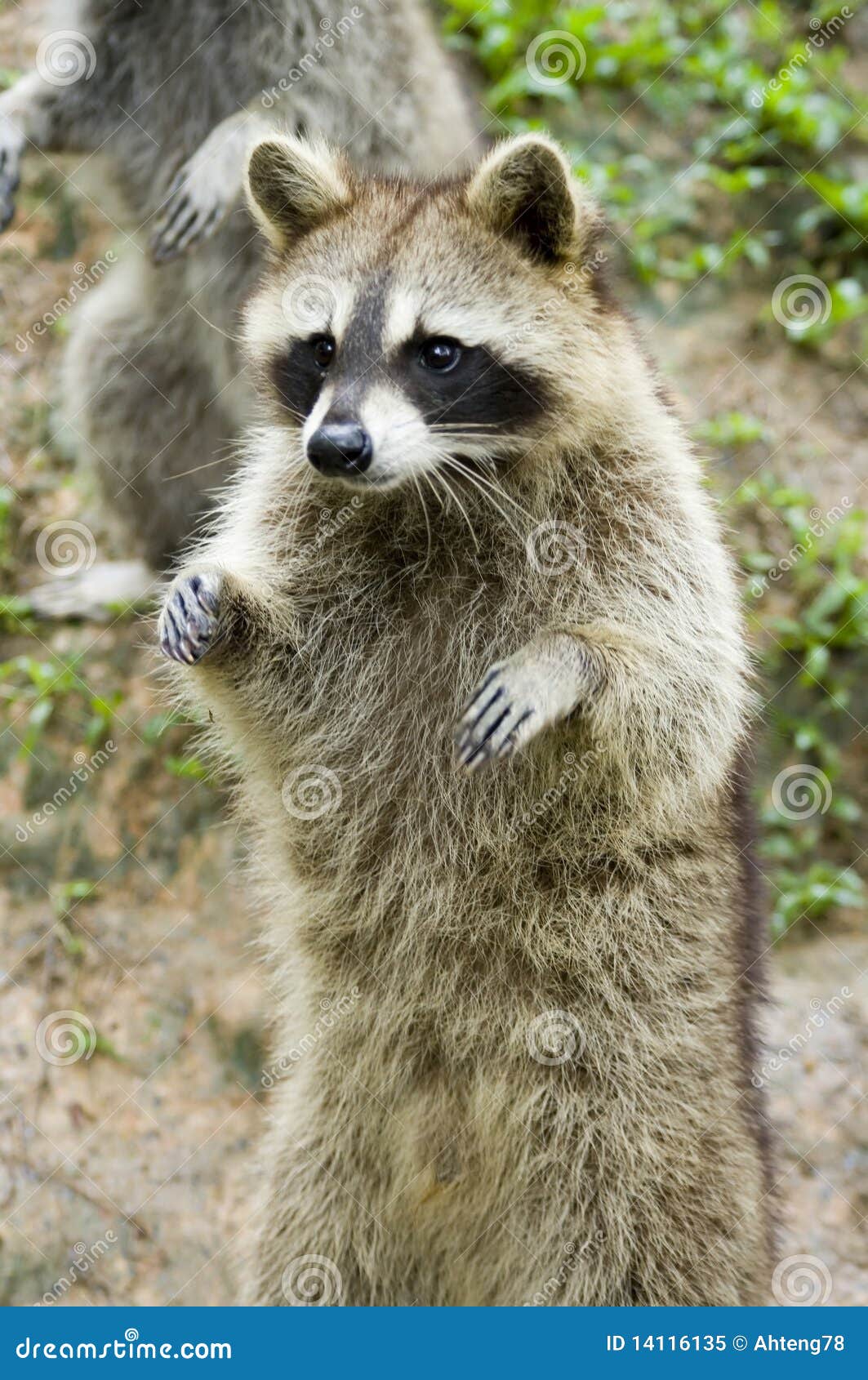 Raccoon stock image. Image of coon, safari, american - 14116135