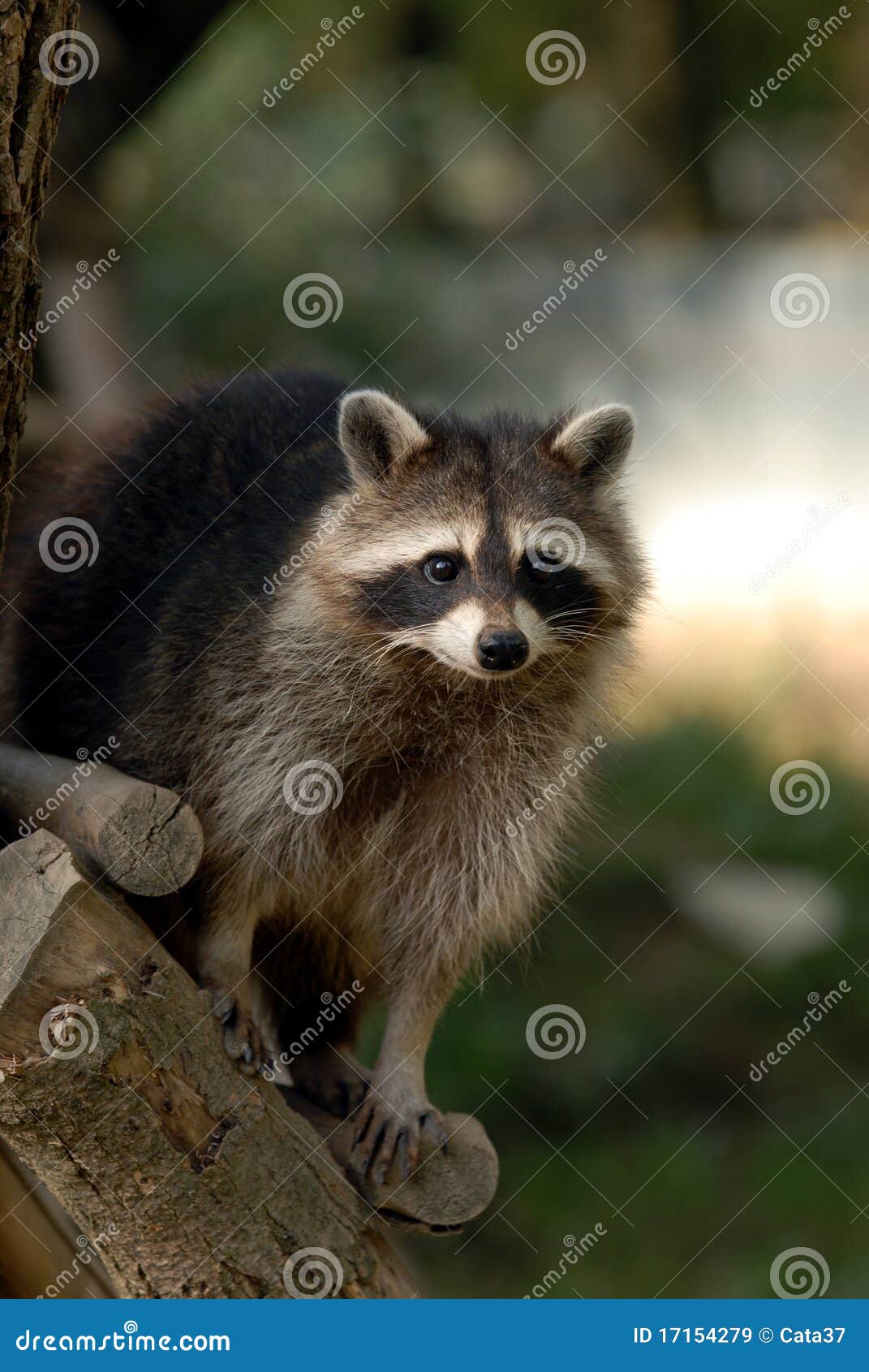 Raccoon stock image. Image of creature, raccoon, portrait - 17154279