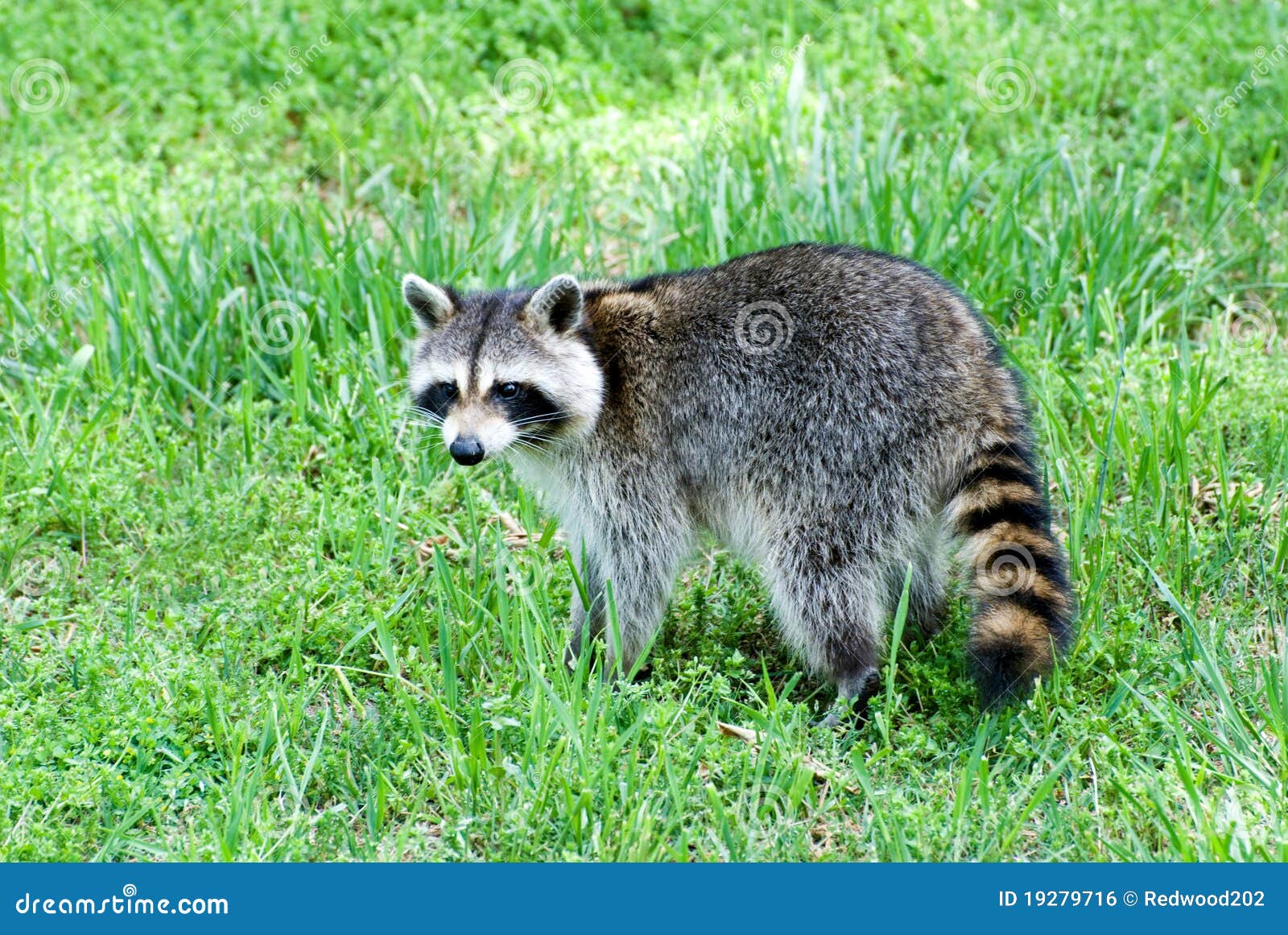 Raccoon stock photo. Image of animal, yard, outdoors - 19279716
