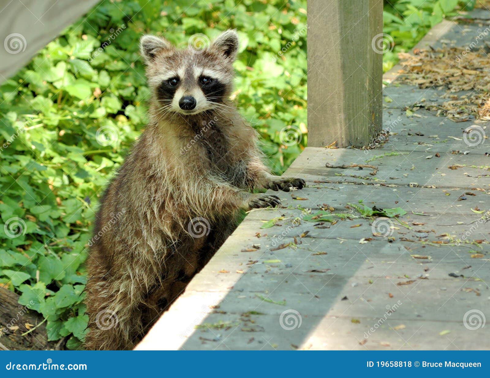 Raccoon stock photo. Image of animal, lotor, north, raccoon - 19658818