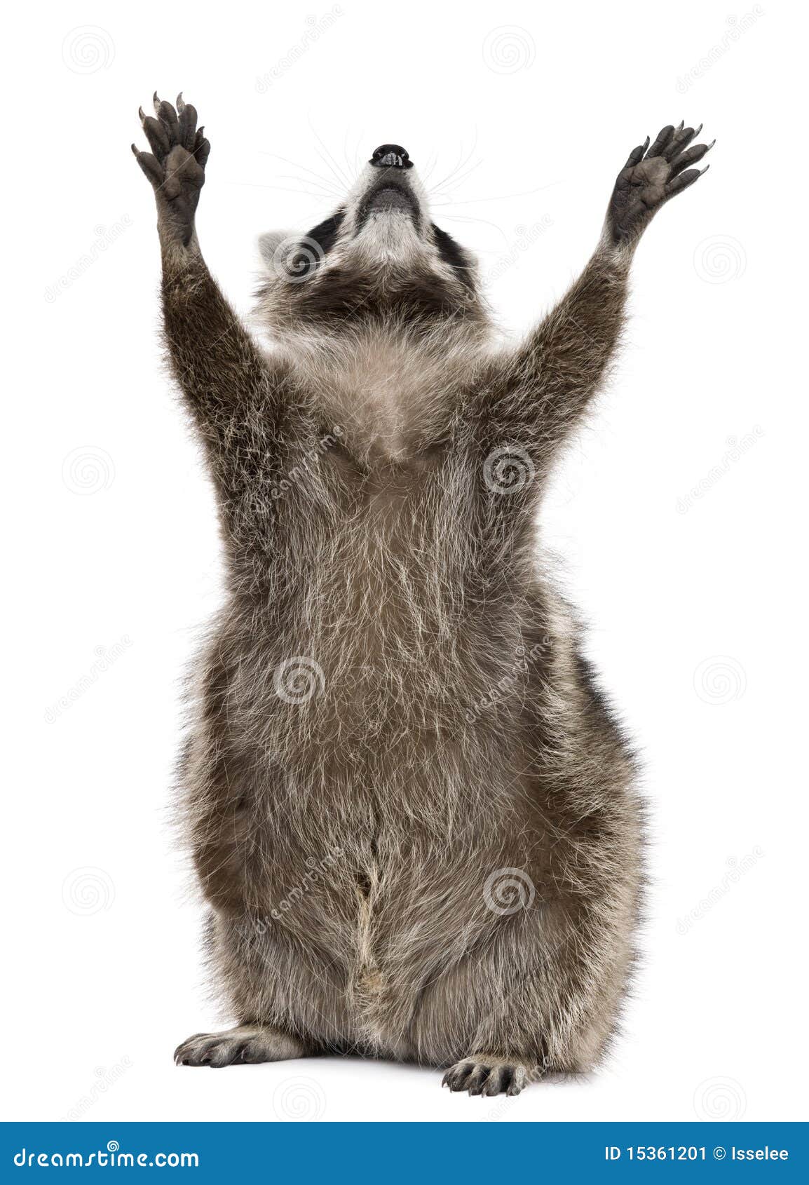 Raccoon Royalty-Free Stock Photo | CartoonDealer.com #32682285