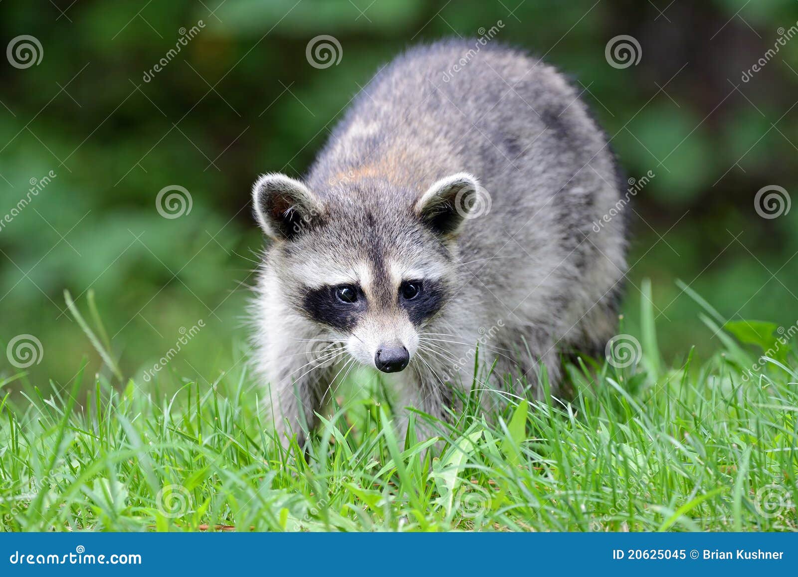 Raccoon stock image. Image of wildlife, grass, nature - 20625045