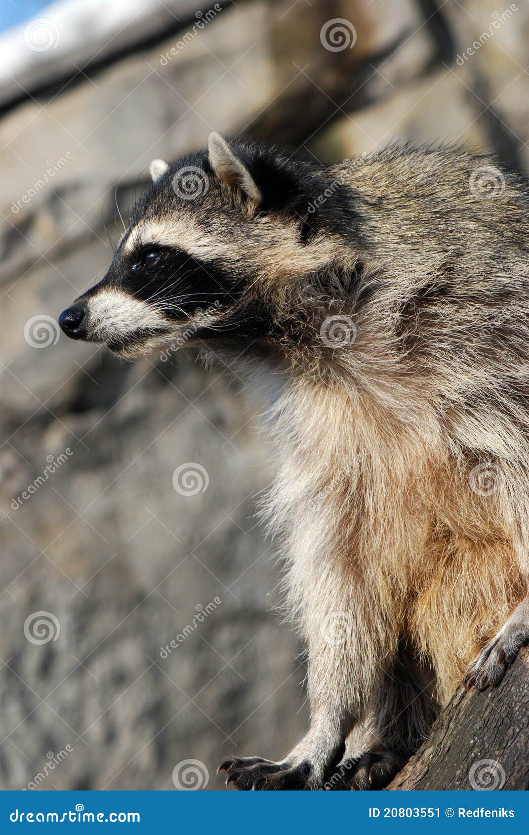 Raccoon stock image. Image of explore, clever, exploring - 20803551