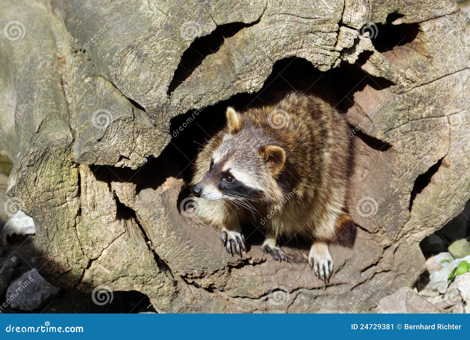 Raccoon stock image. Image of resting, shelter, look - 24729381