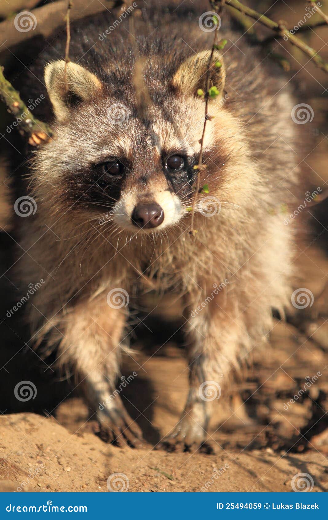 Raccoon stock image. Image of animal, raccoon, north - 25494059