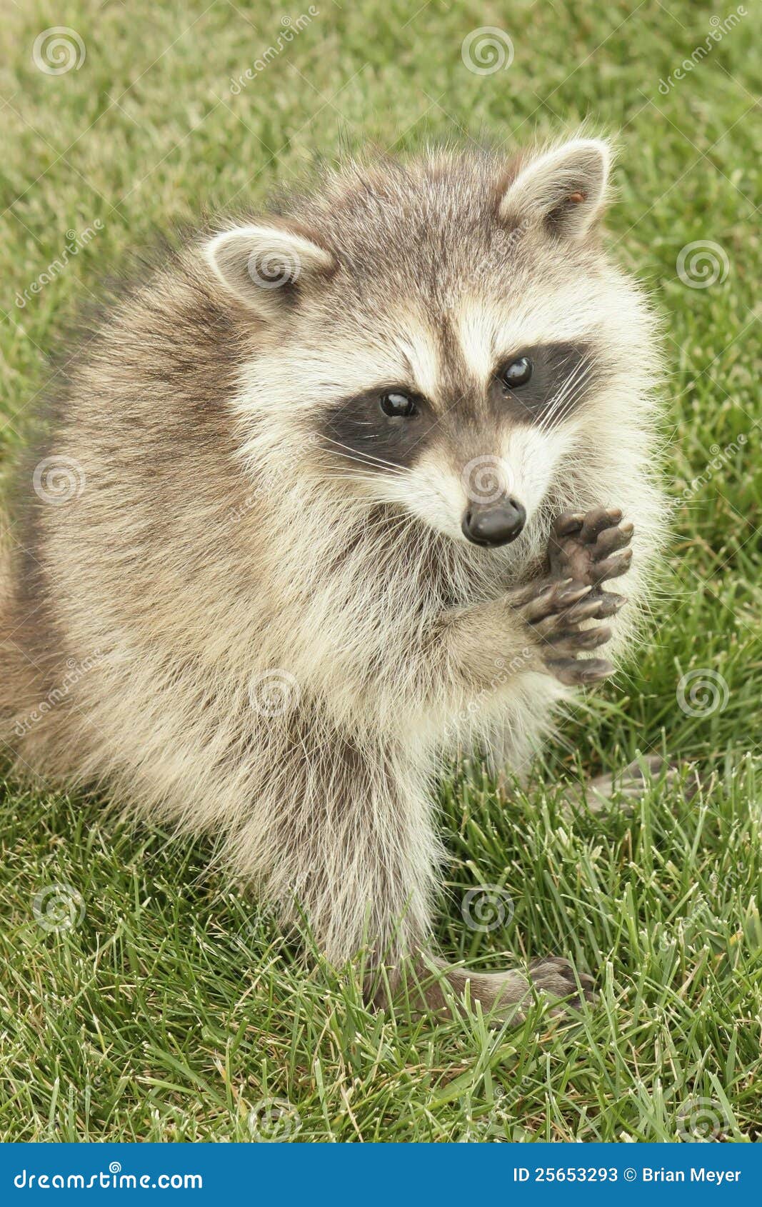 Raccoon stock image. Image of racoon, coon, outdoors - 25653293