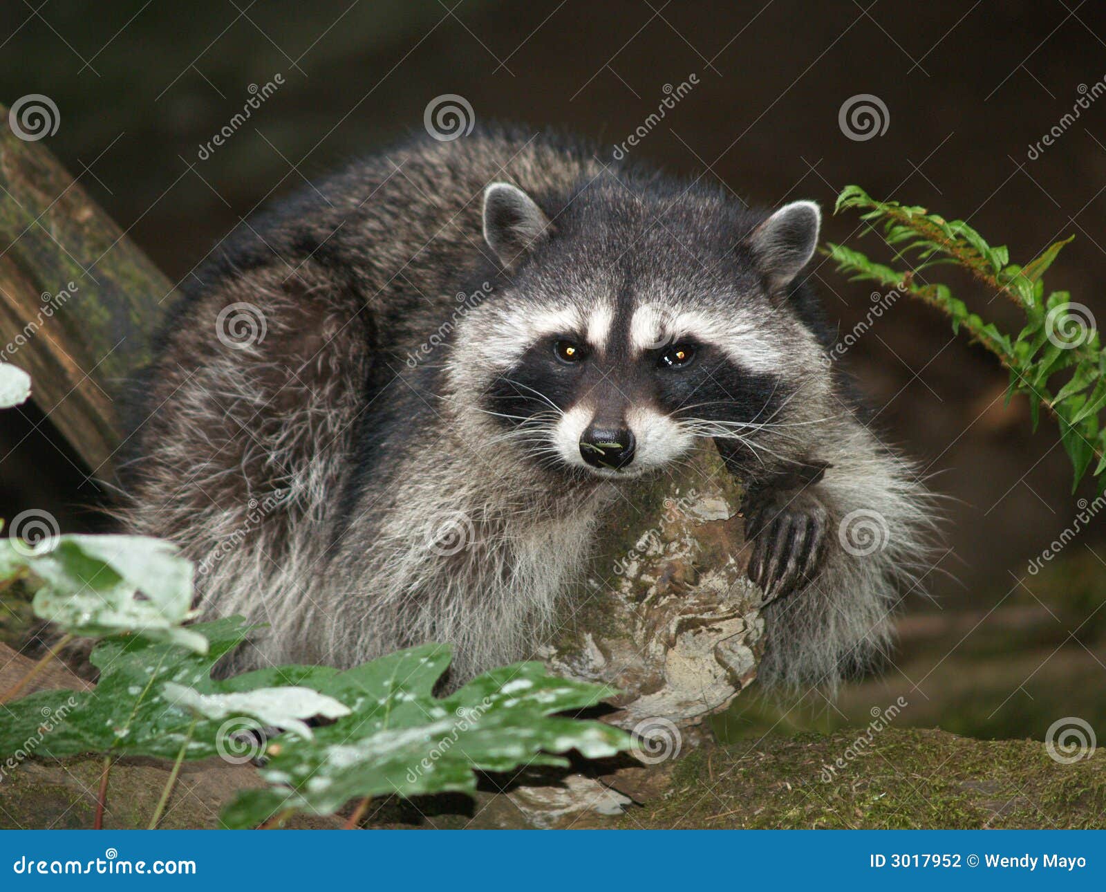 Raccoon stock photo. Image of raccoon, vermin, bandit - 3017952
