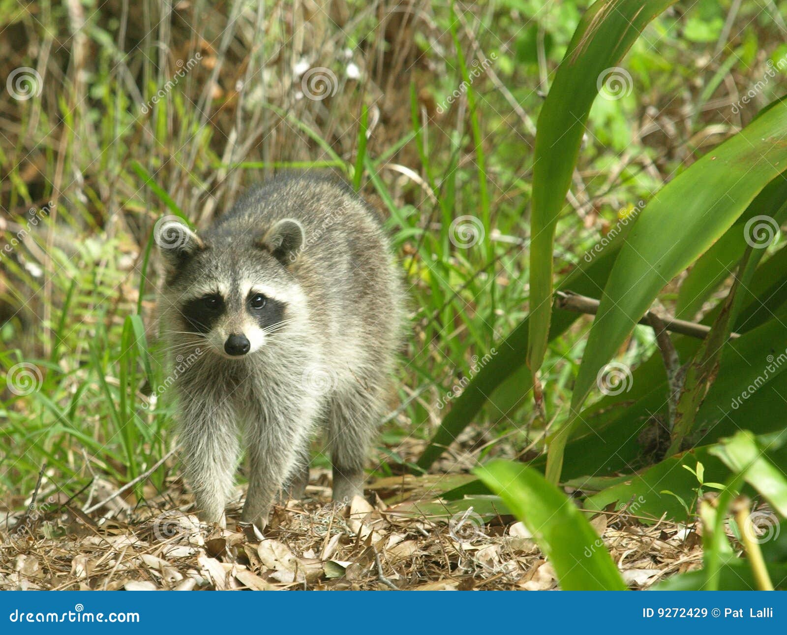 Raccoon 4 stock image. Image of scavenging, robber, creature - 9272429