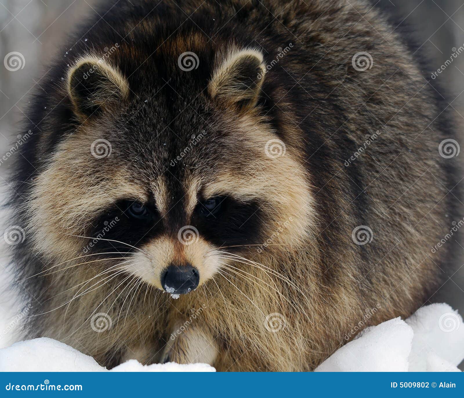 Raccoon stock photo. Image of adorable, raccoon, snow - 5009802