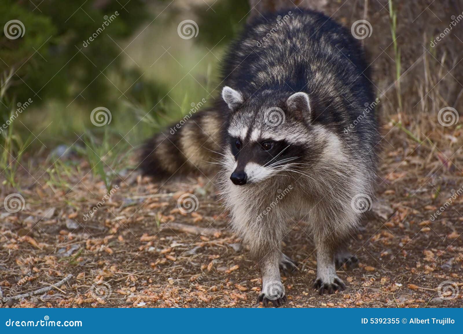 Raccoon stock image. Image of viverridae, creature, raccoon - 5392355
