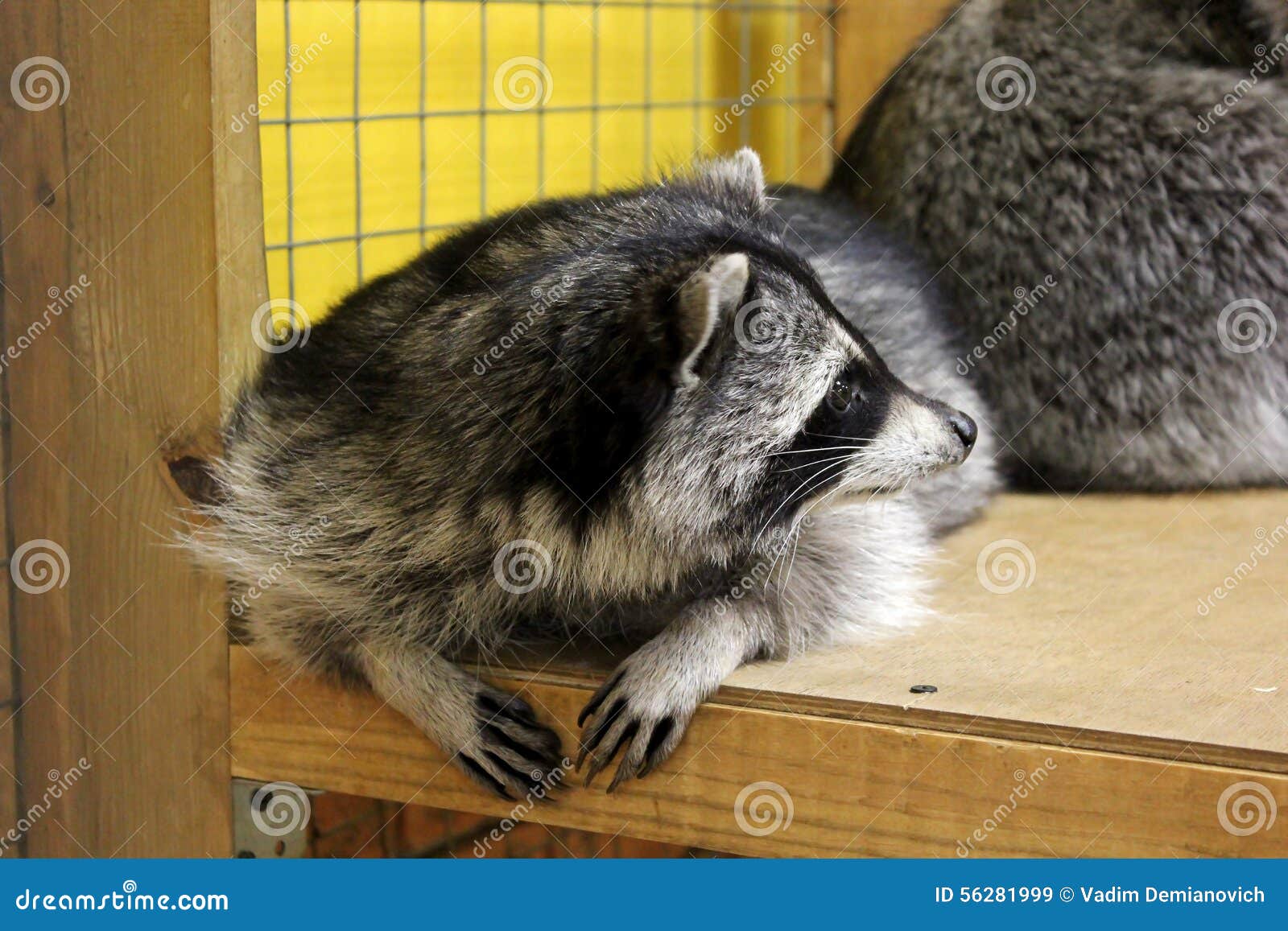 Raccoon imagen de archivo. Imagen de mapache, fauna, nariz - 56281999