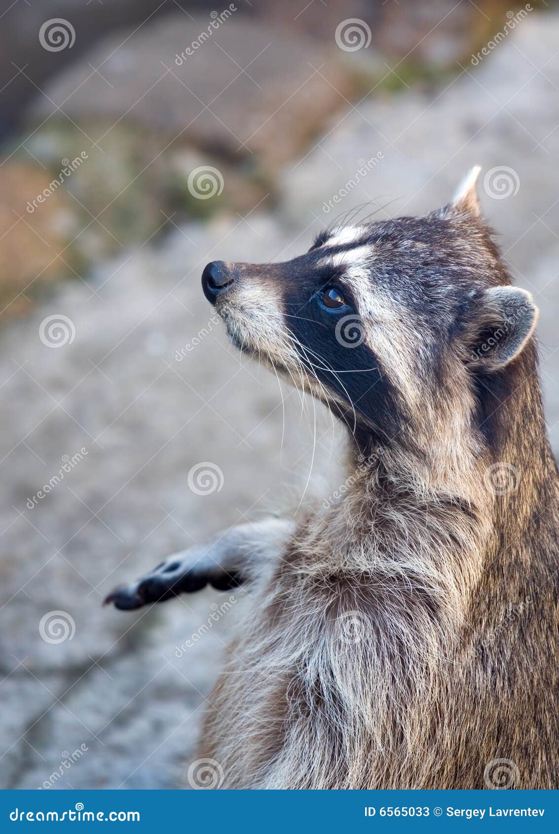 Raccoon stock image. Image of racoon, fauna, raccoon, nature - 6565033