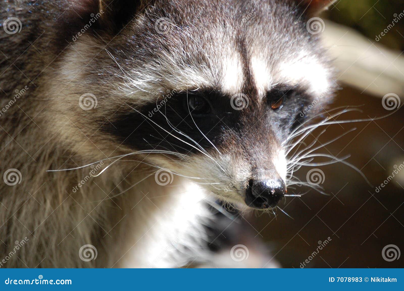 Raccoon stock image. Image of rodent, portrait, staring - 7078983