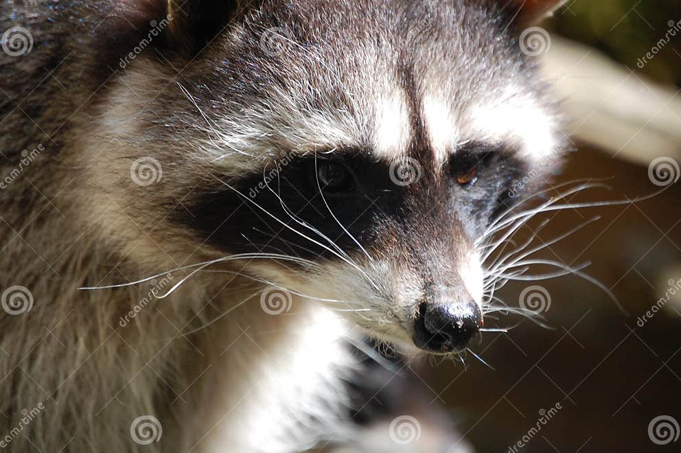 Raccoon stock image. Image of rodent, portrait, staring - 7078983