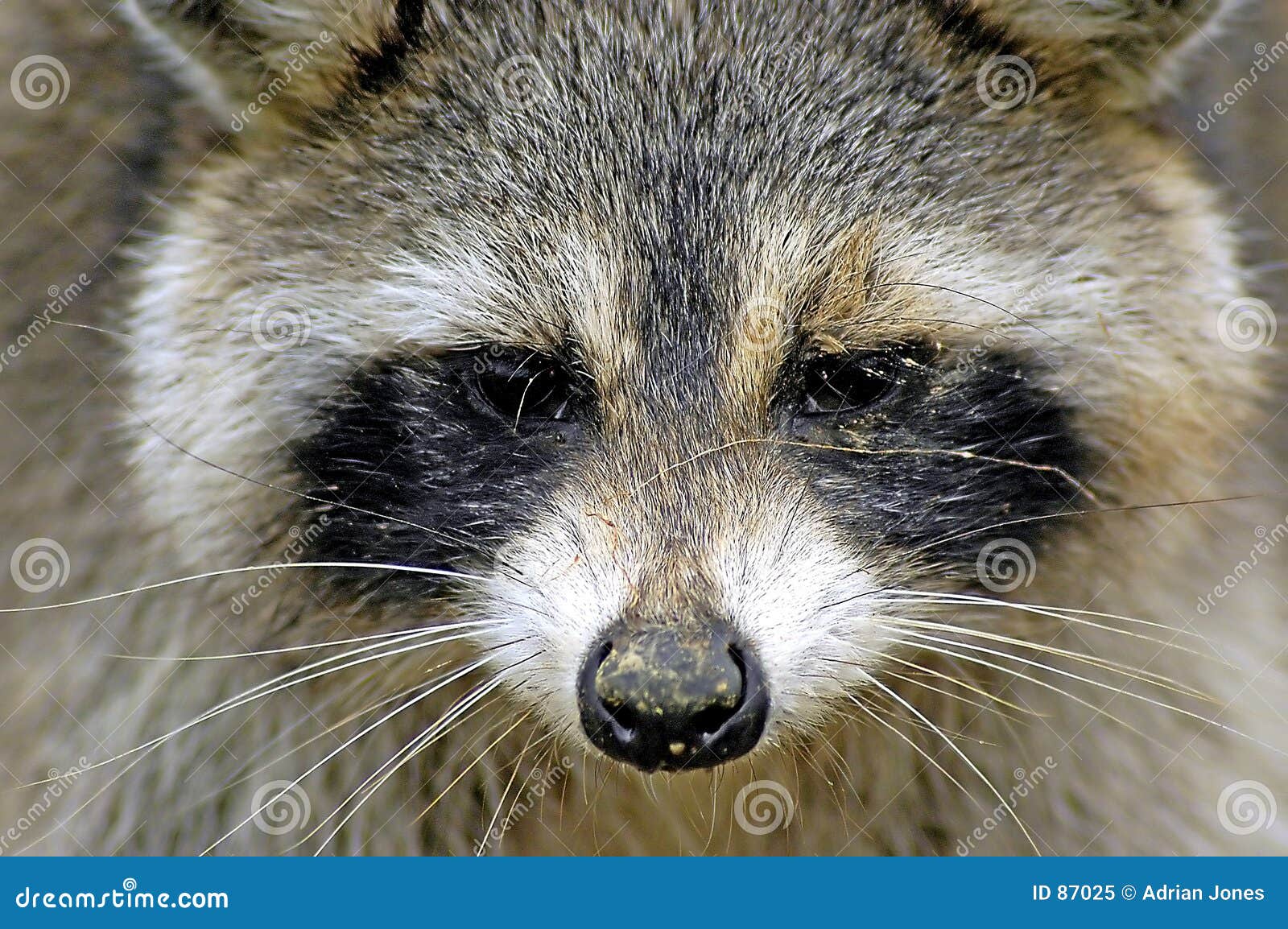 Raccoon stock image. Image of animal, pest, white, mammal - 87025