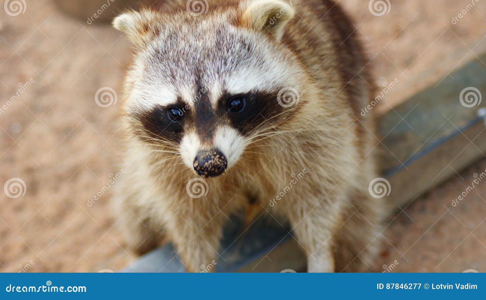 imágenes comunes del Raccoon - los derechos de la transferencia directa ...