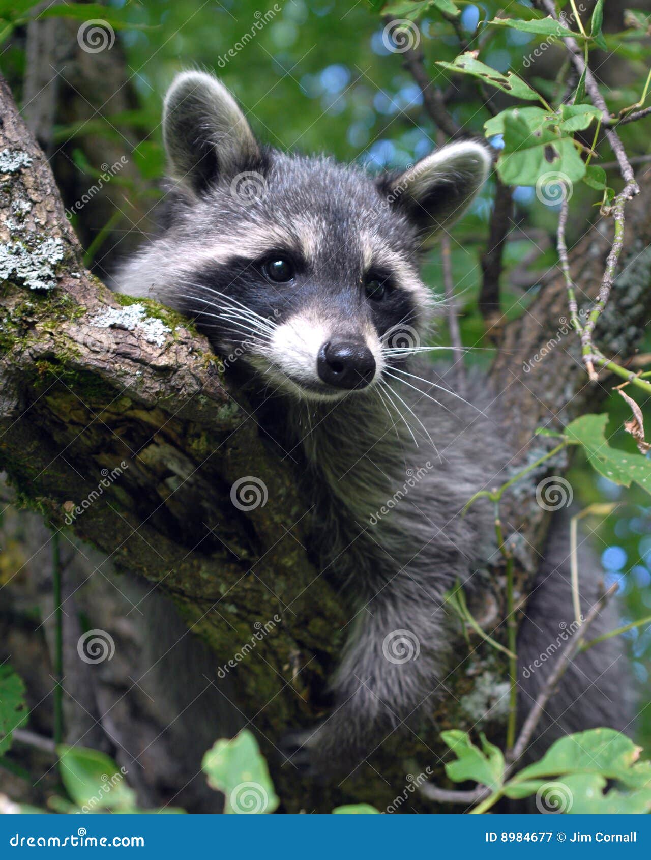 Raccoon stock image. Image of american, raccoon, mask - 8984677