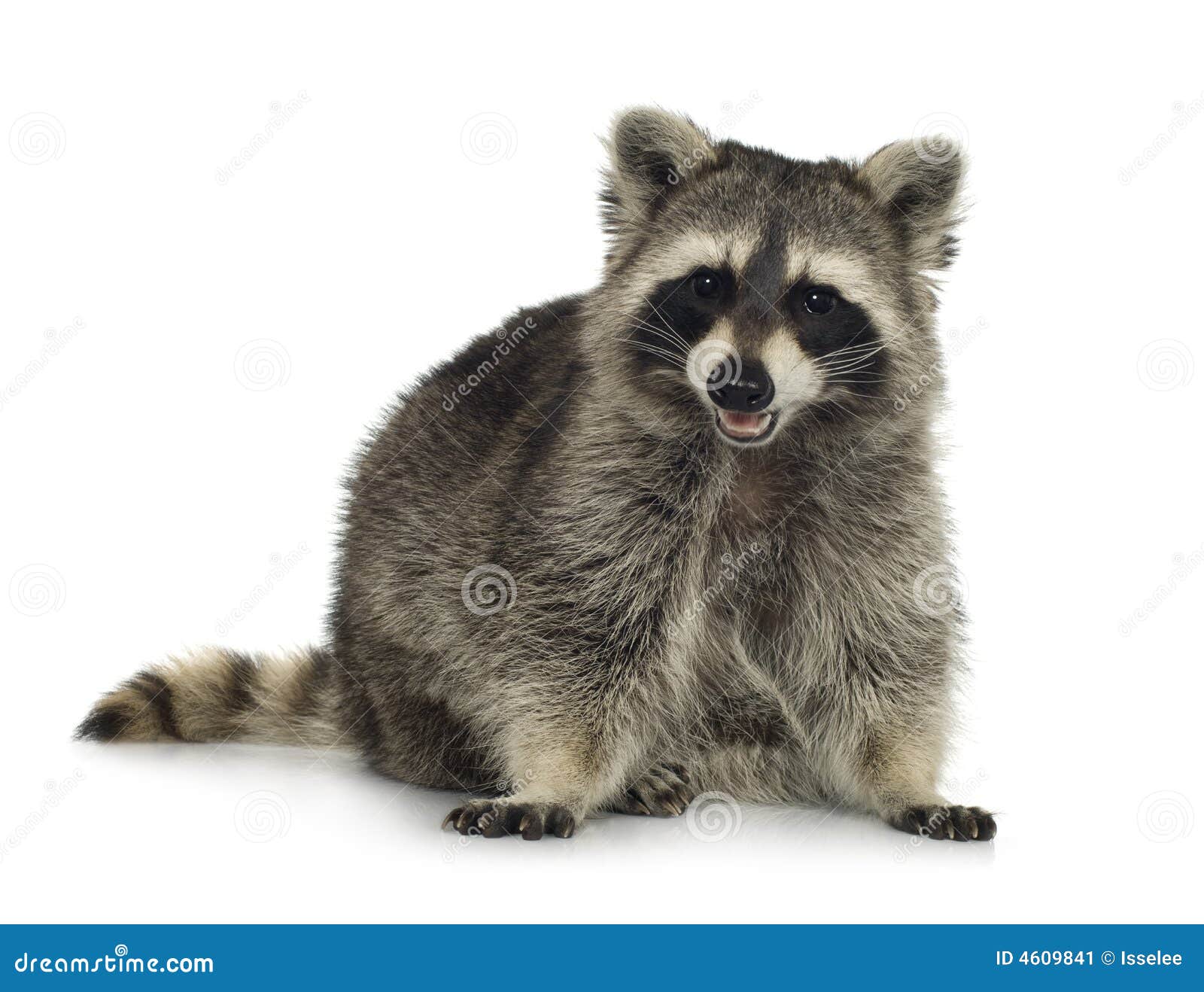 Raccoon (9 Months) - Procyon Lotor Stock Image - Image of furry ...