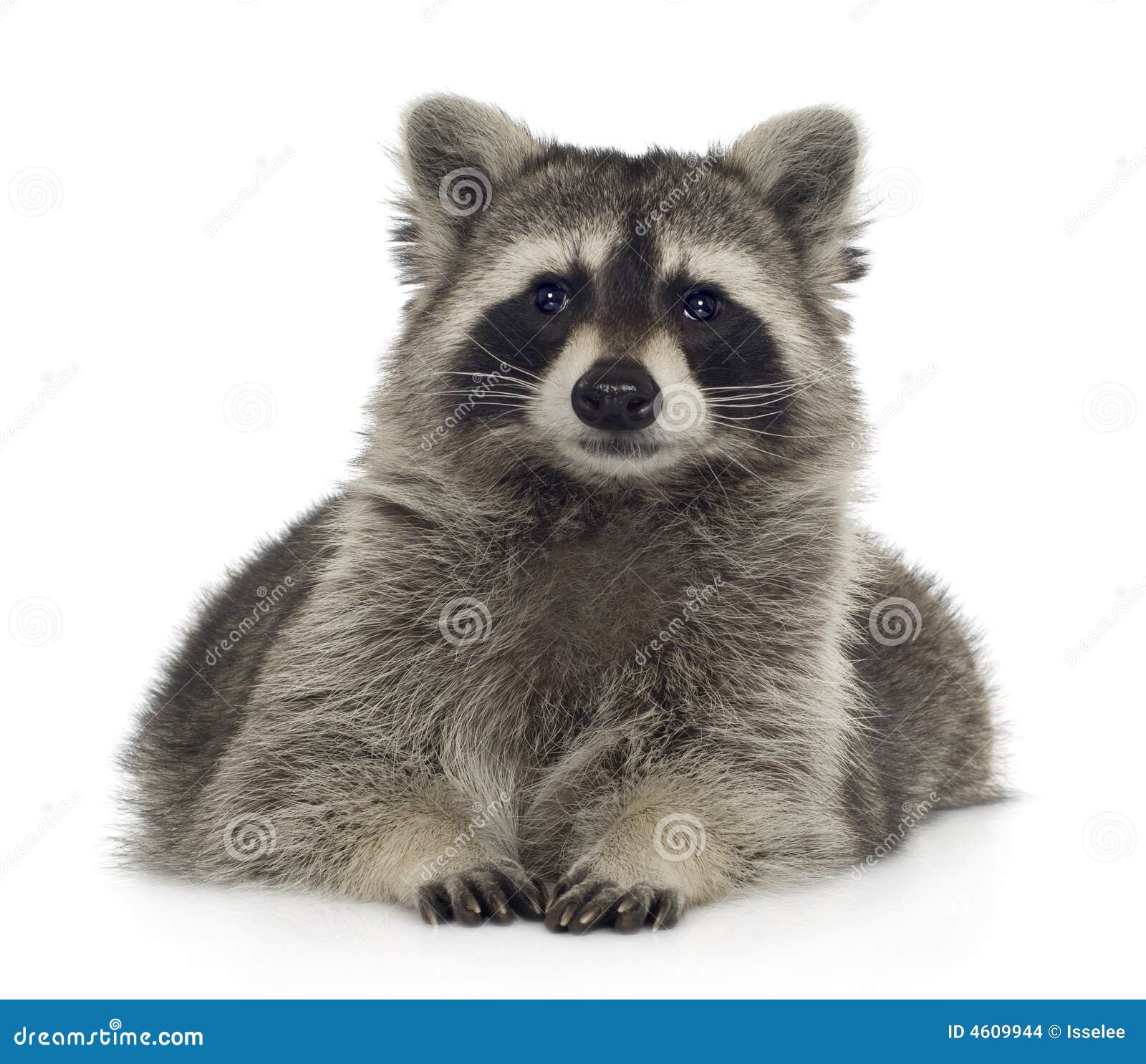 Procyon Lotor Or Raccoons Hugging Stock Photo | CartoonDealer.com #74768838