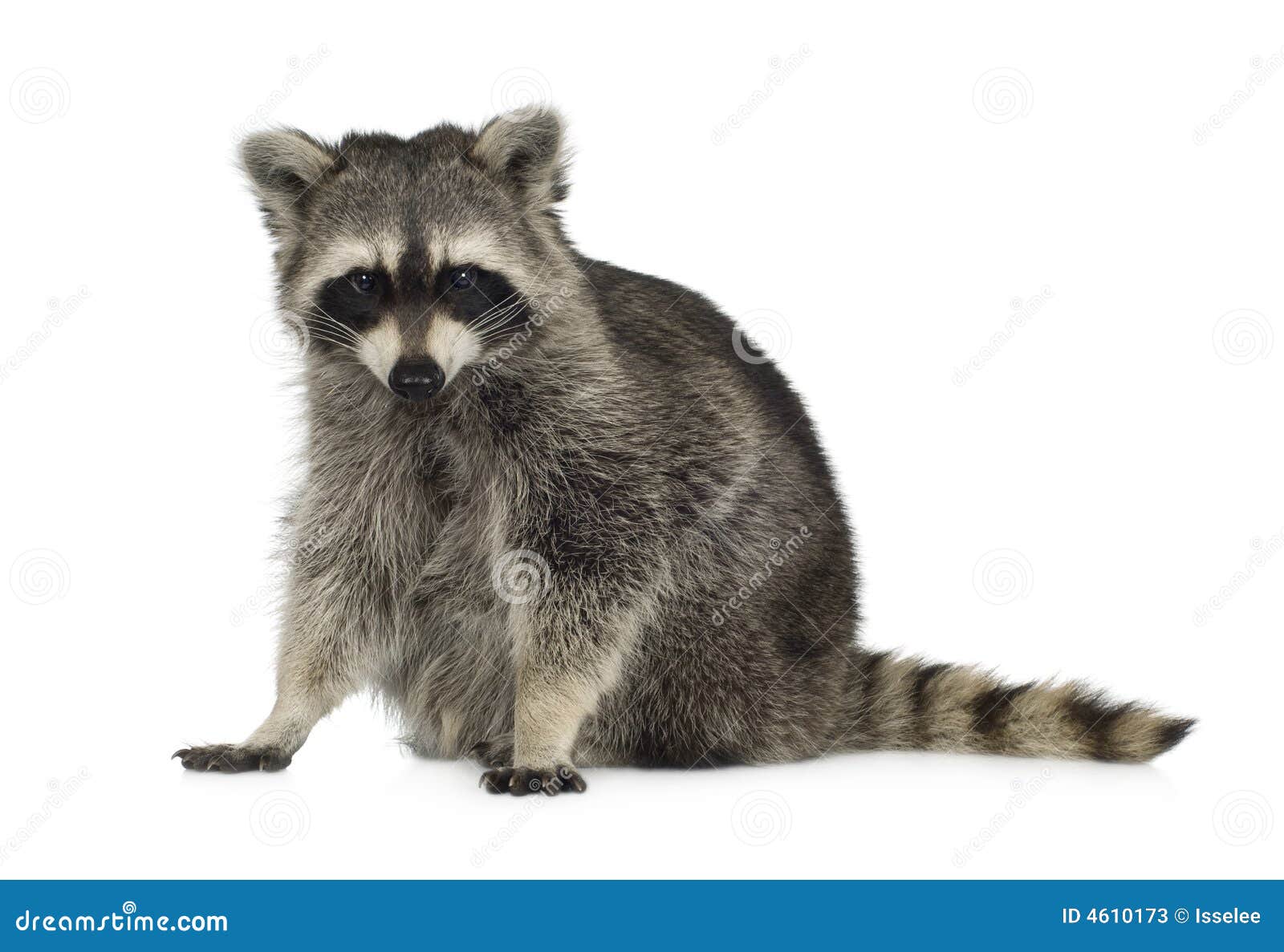 Procyon Lotor Or Raccoons Hugging Stock Photo | CartoonDealer.com #74768838
