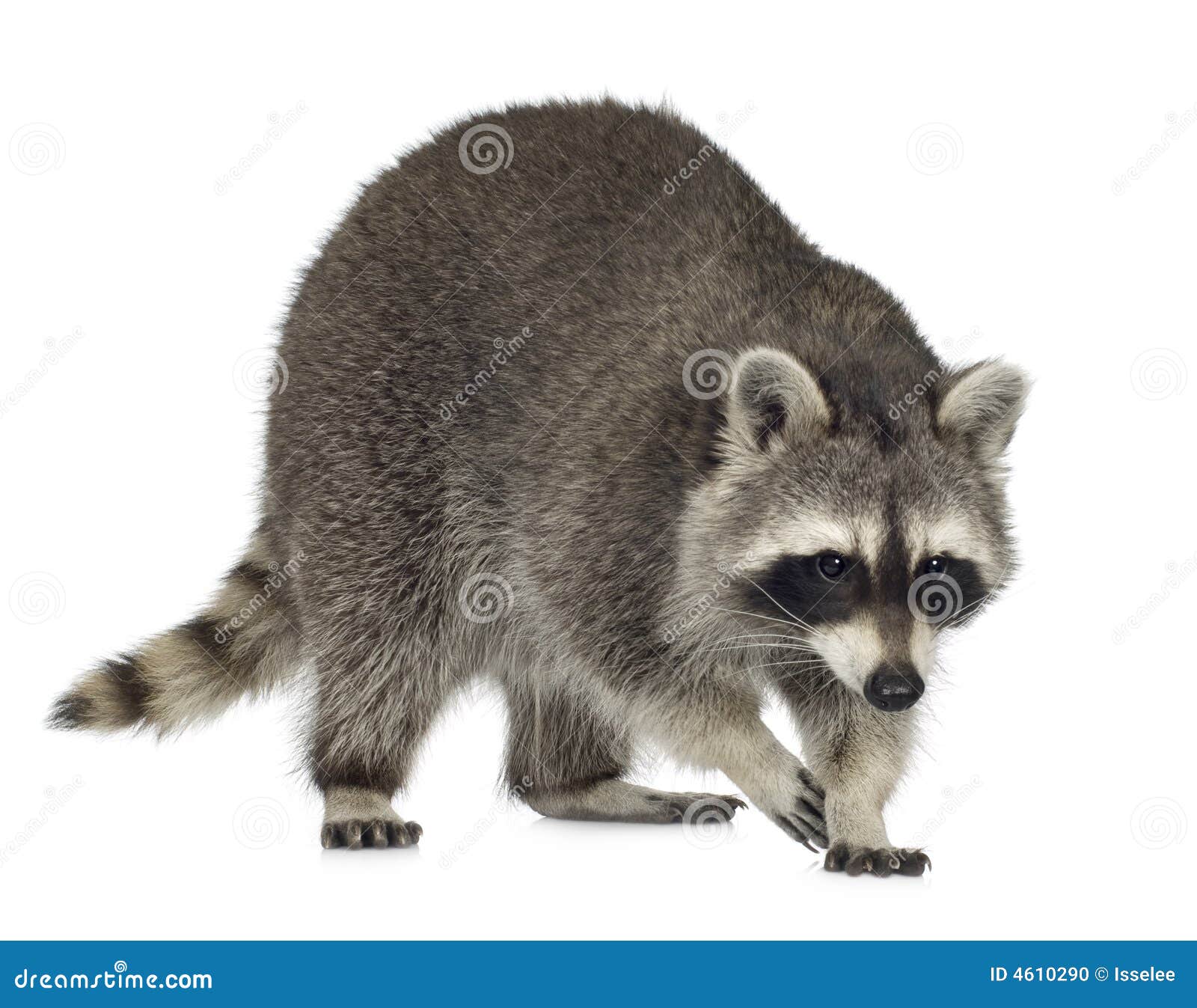 Raccoon Dog Stock Photography | CartoonDealer.com #31941980