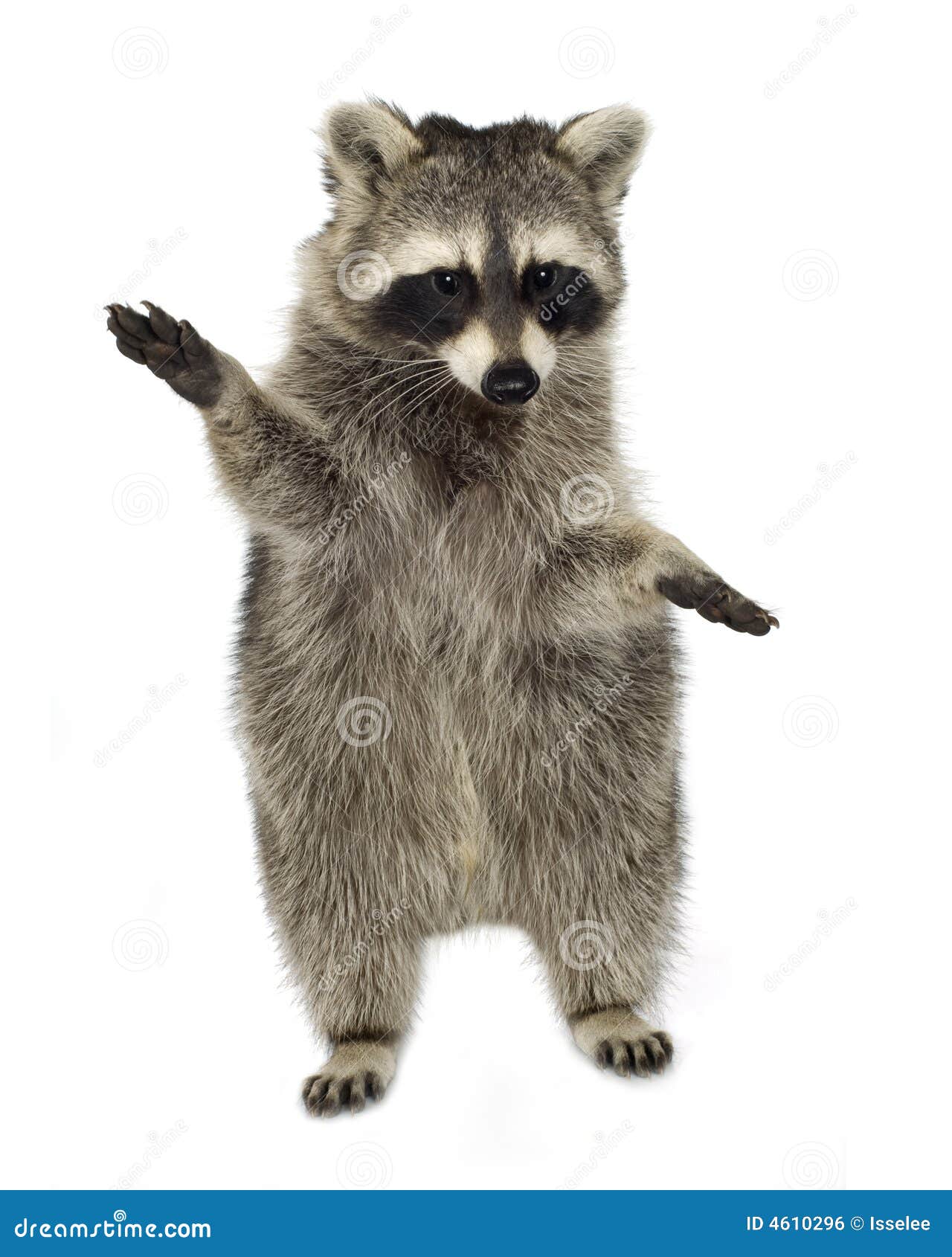 Raccoon (9 Months) - Procyon Lotor Stock Photo - Image of procyon ...