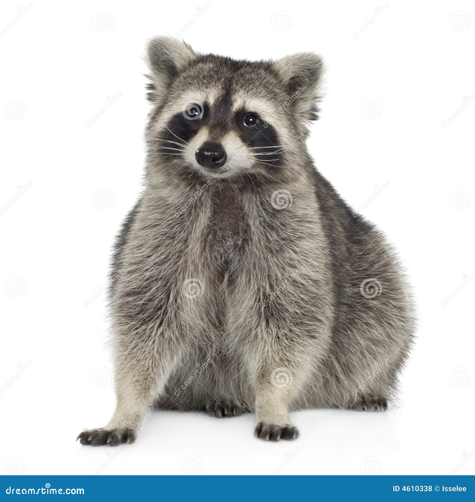 Procyon Lotor Or Raccoons Hugging Stock Photo | CartoonDealer.com #74768838