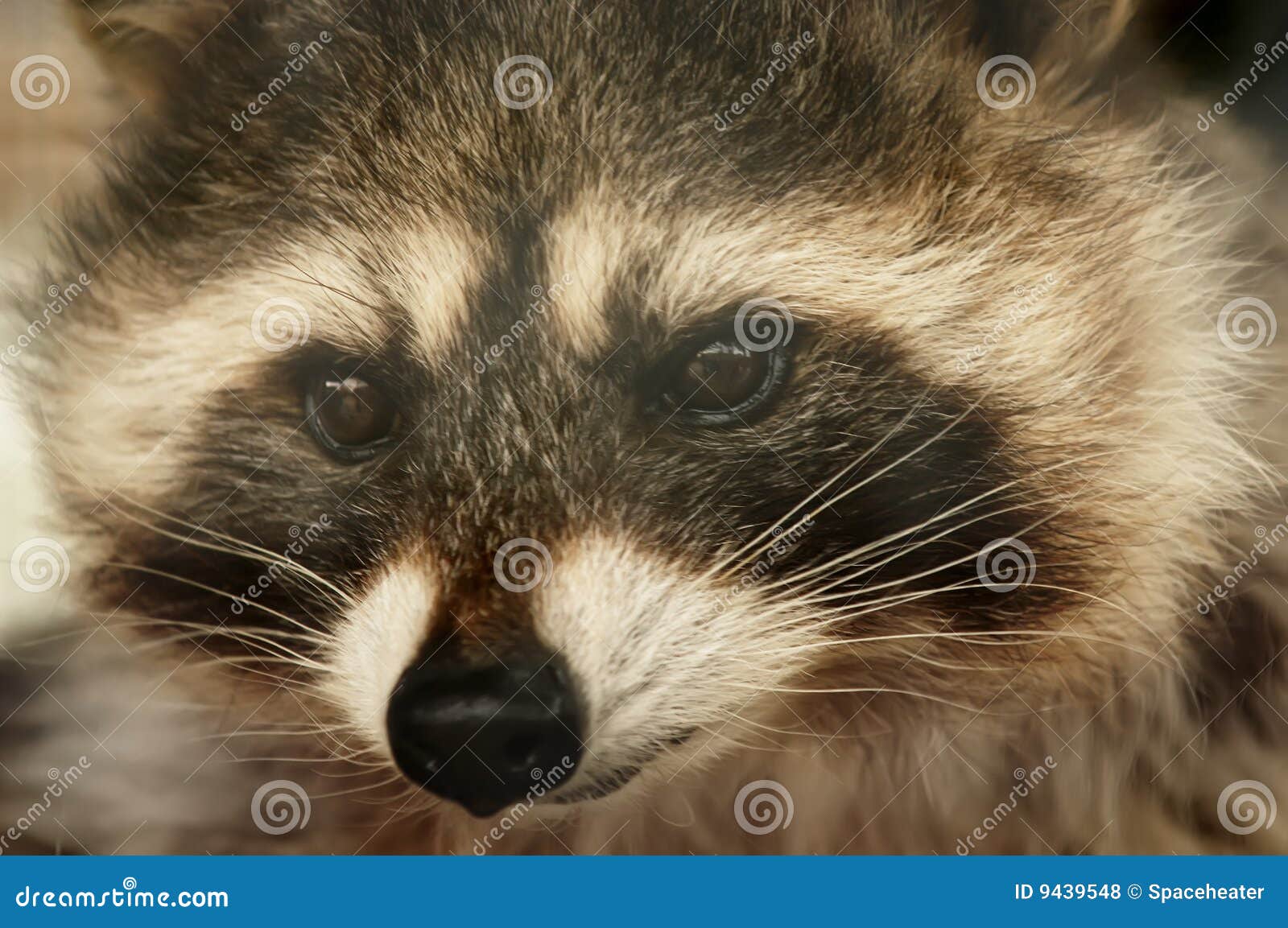 Raccoon stock photo. Image of elusive, white, animal, raccoon - 9439548