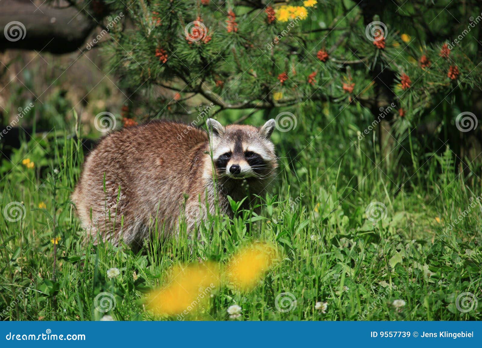 Raccoon stock image. Image of stream, raubtier, predator - 9557739