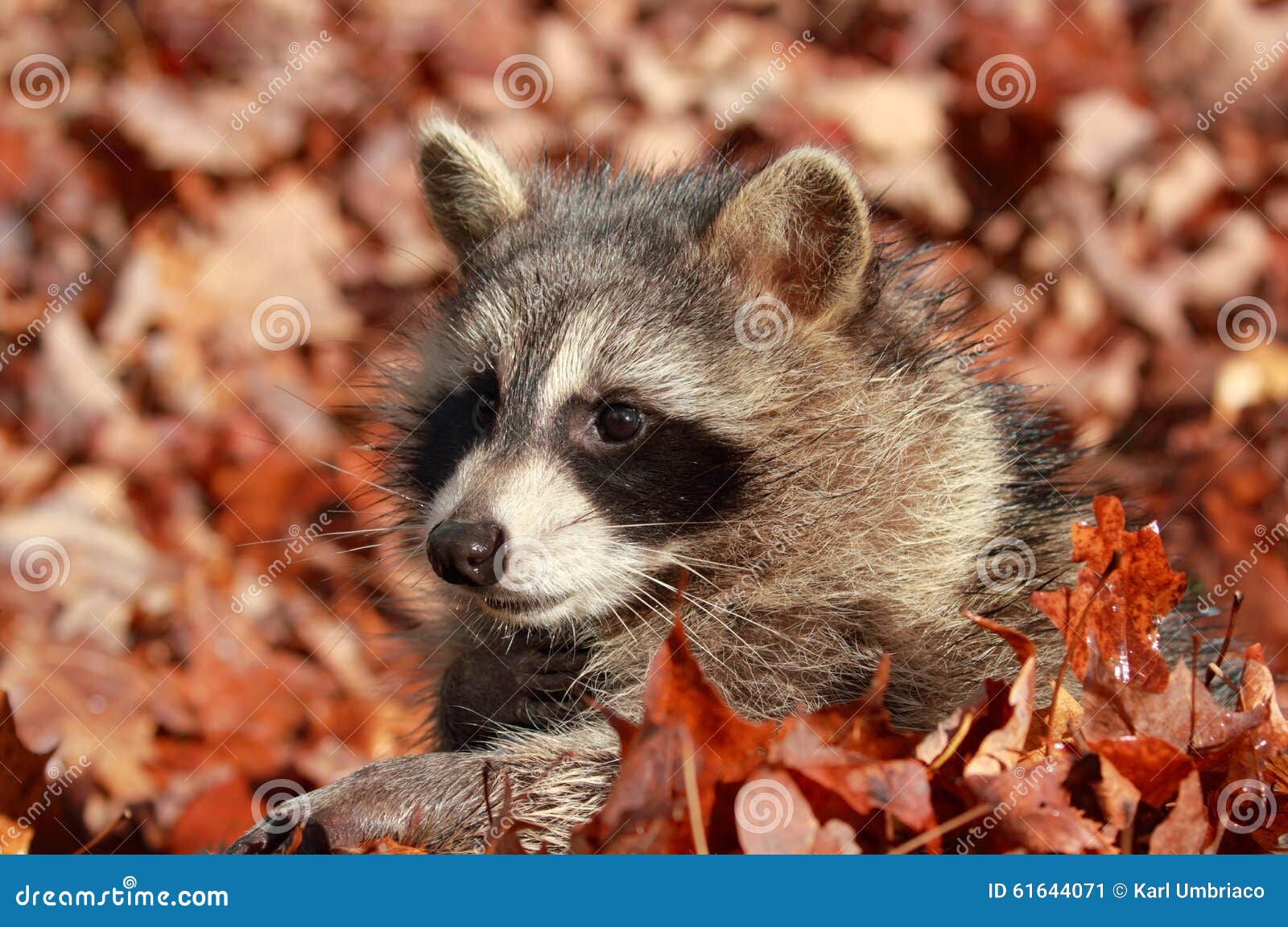 Raccoon during autumn stock image. Image of beauty, portrait - 61644071