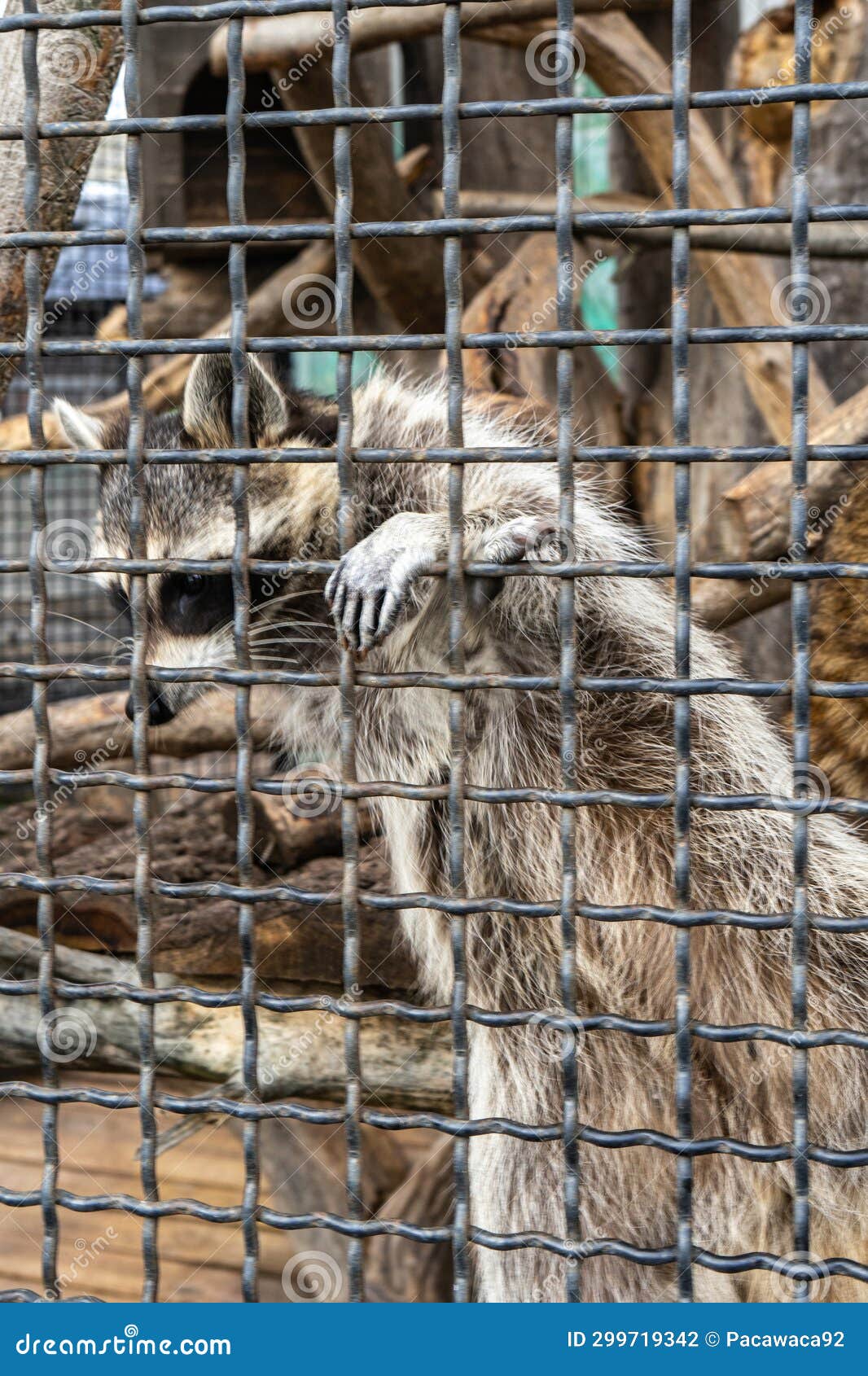 Raccoon Behind Grating In The Zoo Royalty-Free Stock Image ...