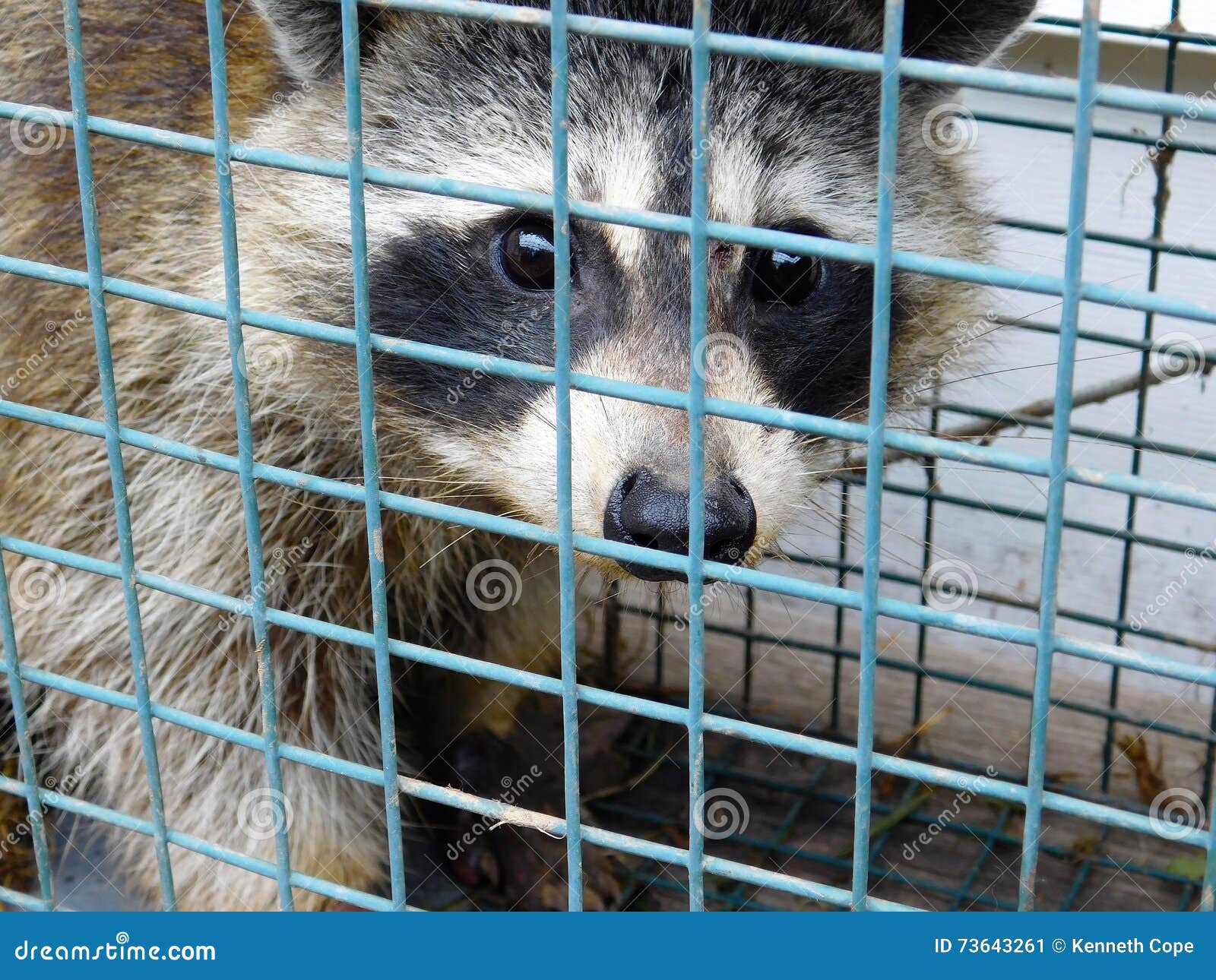 Raccoon in a box trap. stock image. Image of common, pest - 73643261