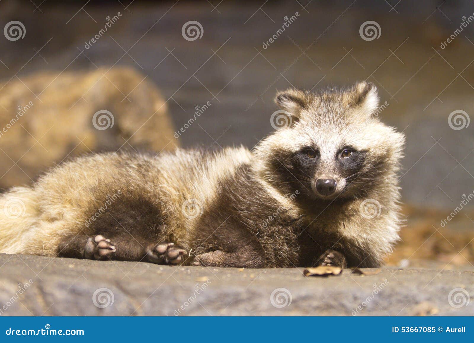Raccoon stock image. Image of brown, wildlife, africa - 53667085