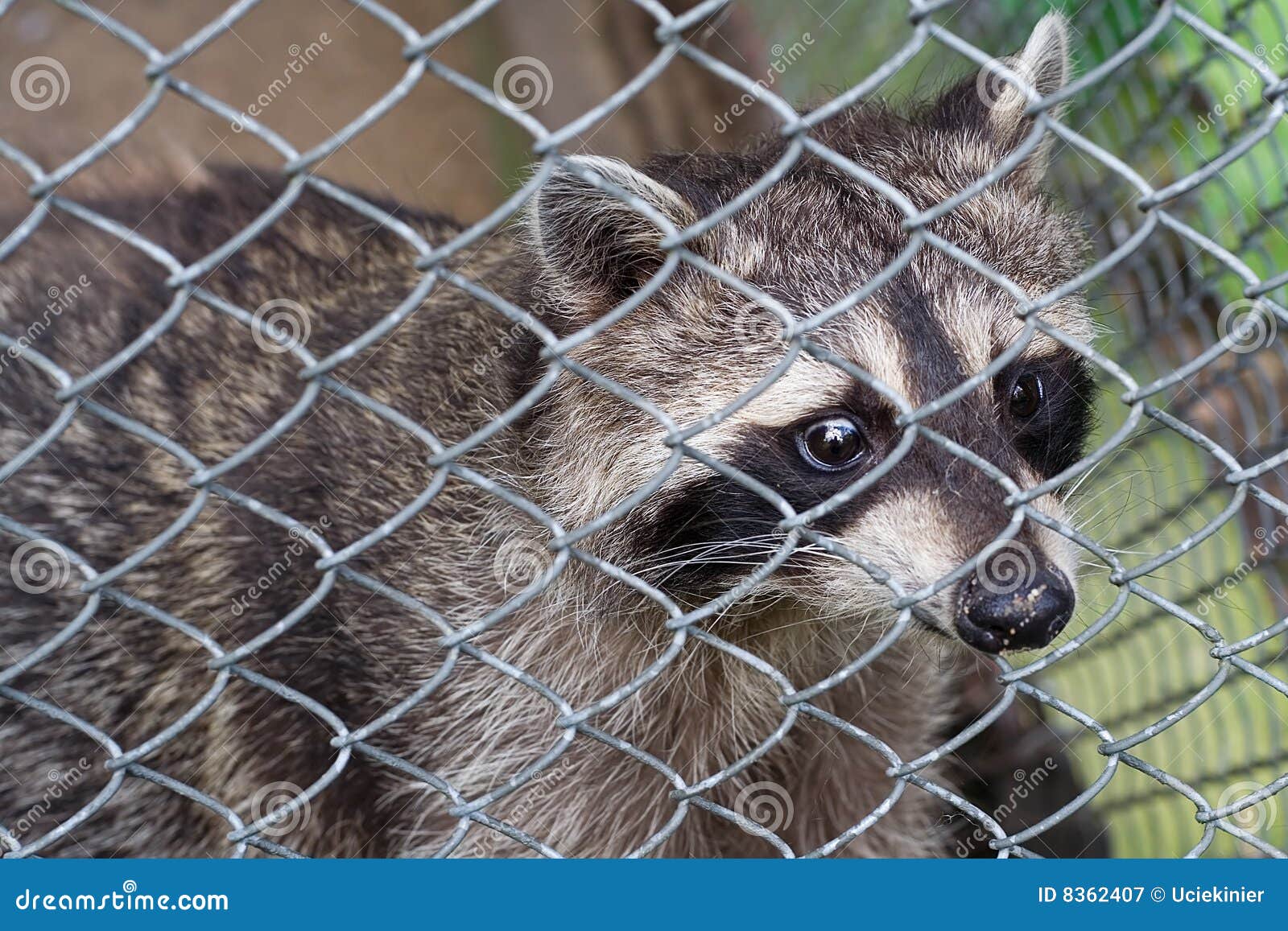 Raccoon in cage stock image. Image of coon, cross, captivity - 8362407