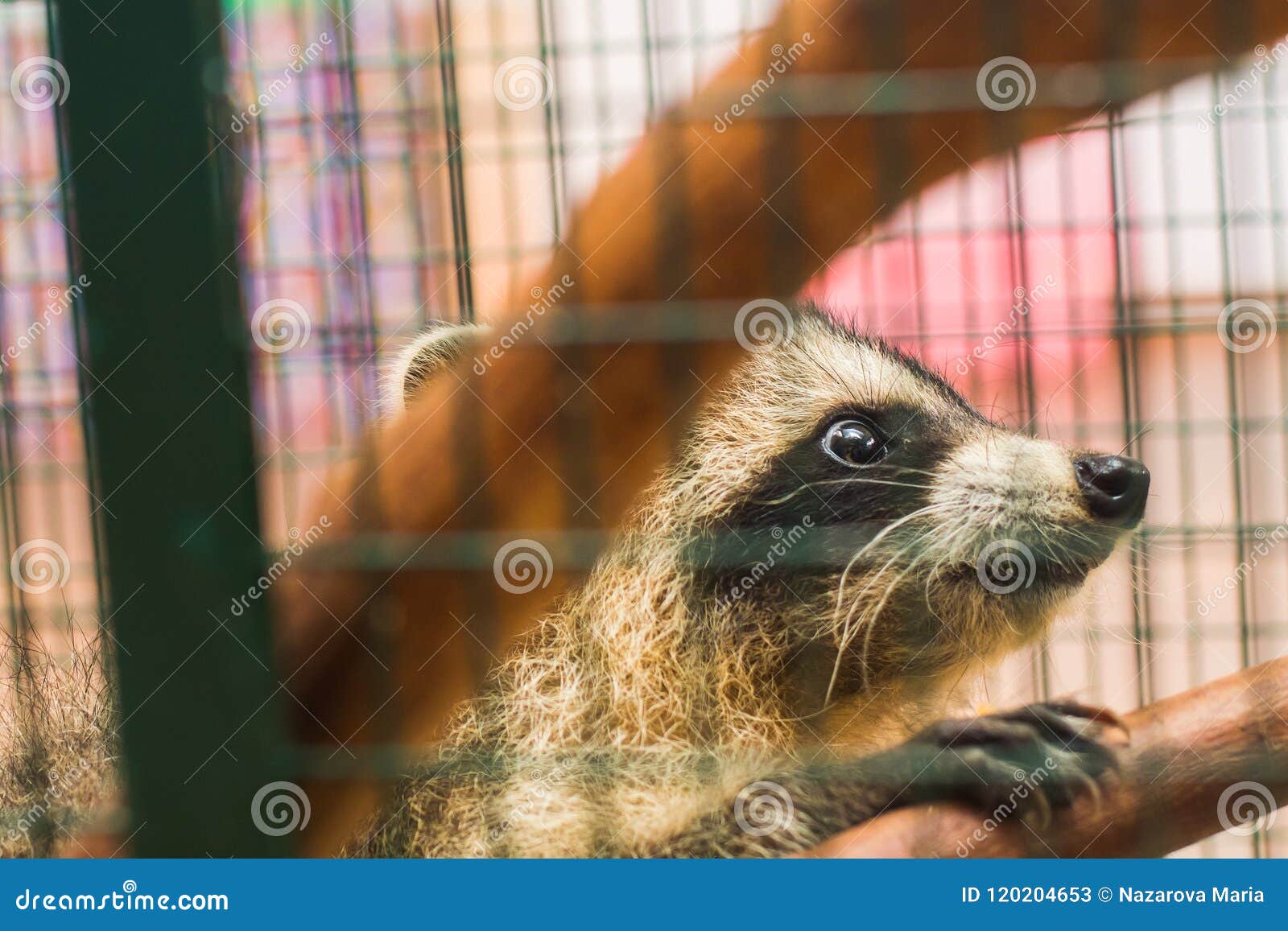 A Raccoon In A Cage At The Zoo In Summer Looks Through The Bars.Raccoon ...