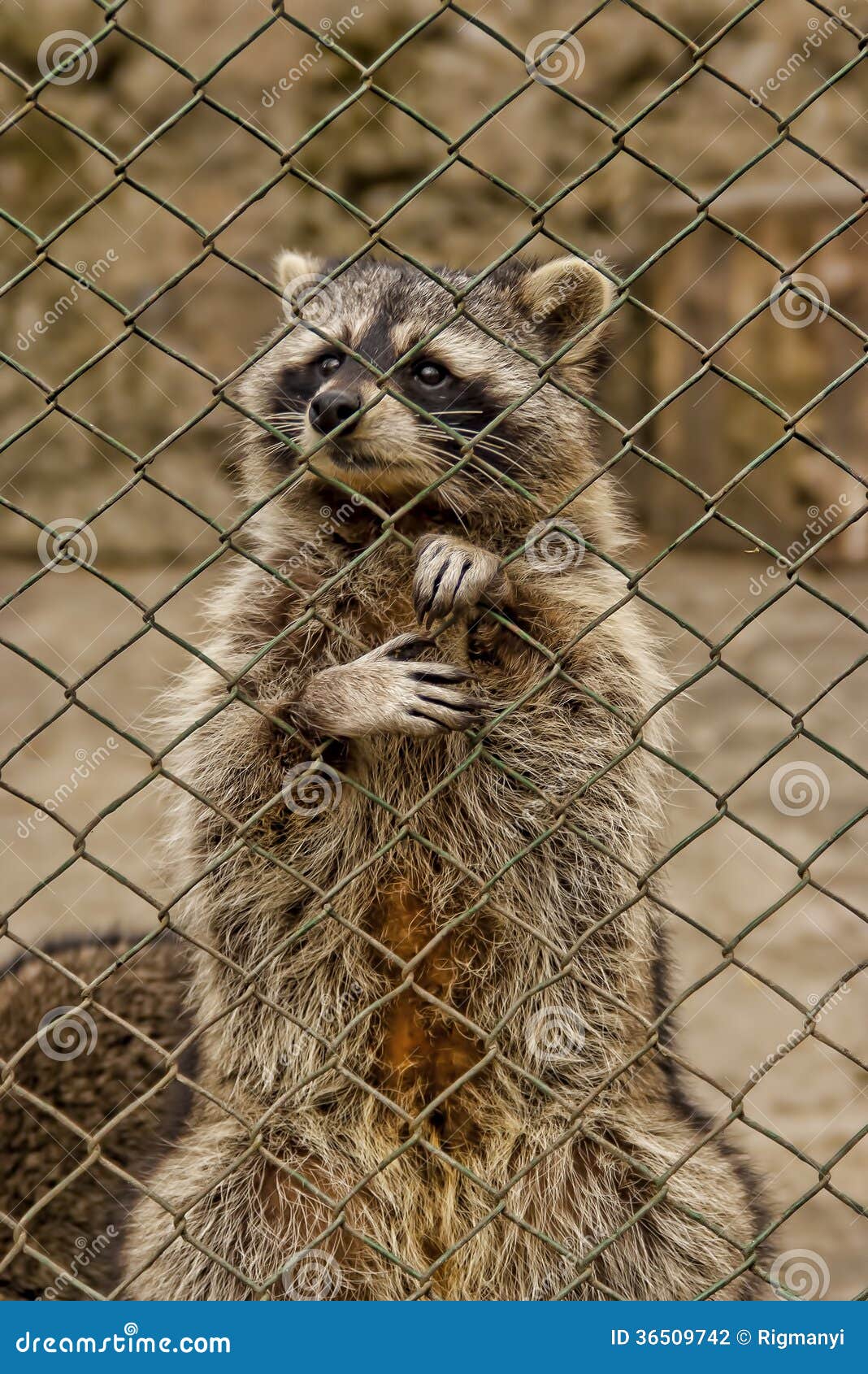 Raccoon in captivity stock photo. Image of solitude, sadness - 36509742