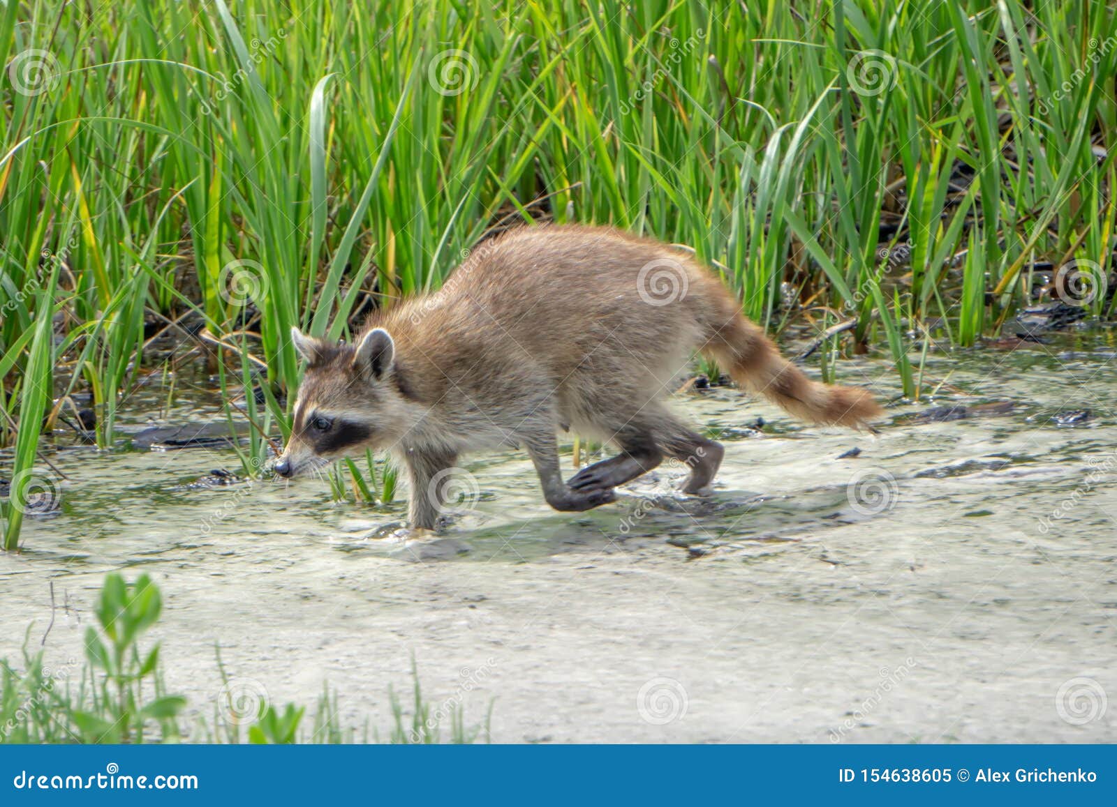 Raccoon Causing Mischief at a Campsite Stock Image - Image of campsite ...