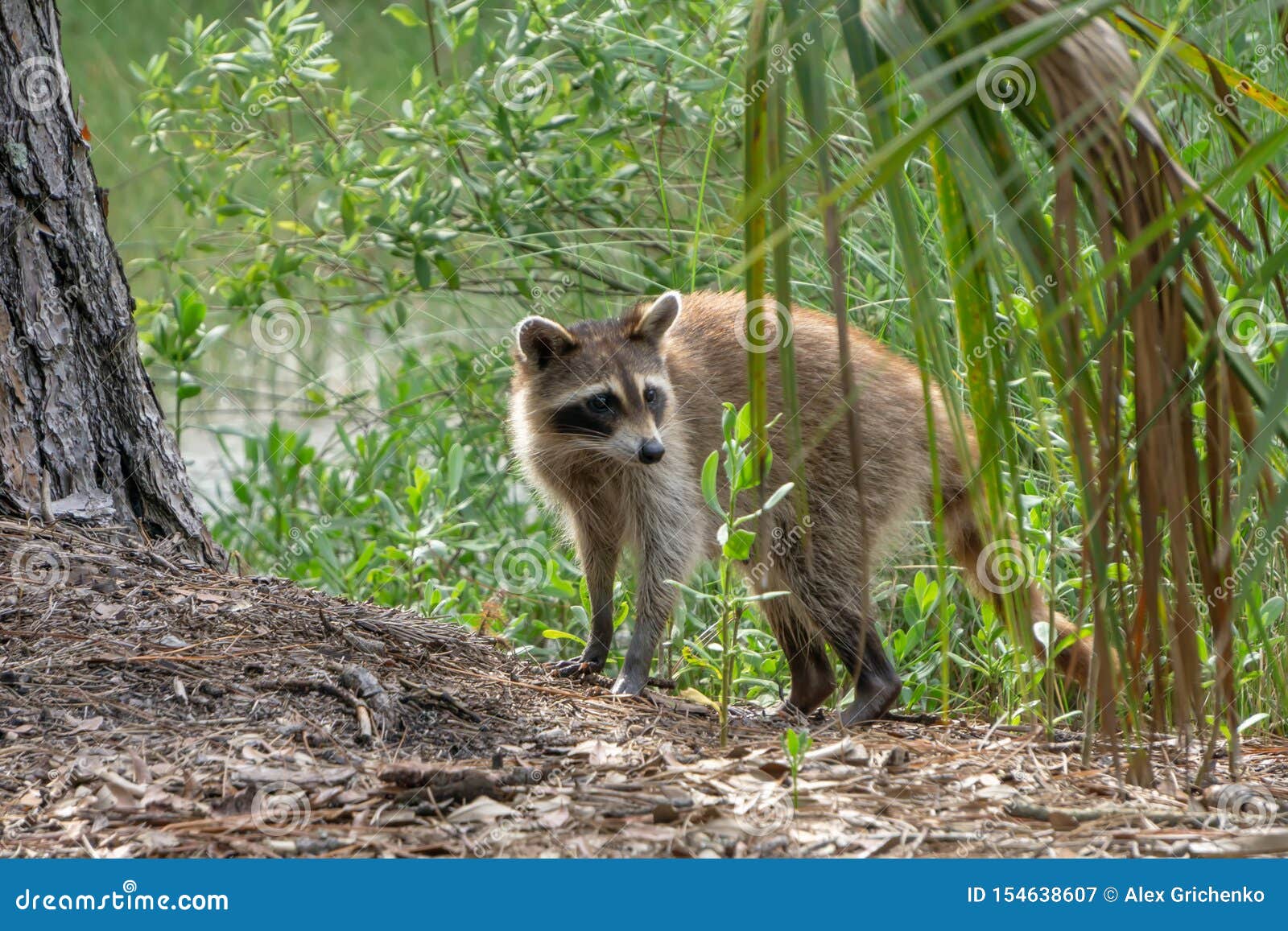 Raccoon Causing Mischief at a Campsite Stock Image - Image of campsite ...