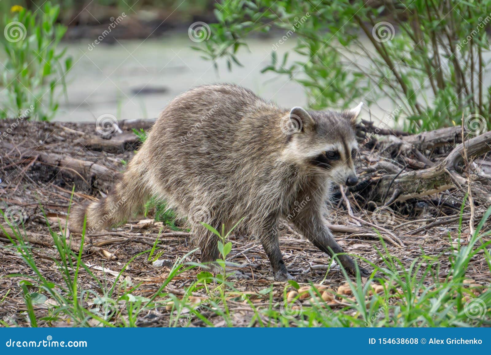 Raccoon Causing Mischief at a Campsite Stock Photo - Image of animal ...