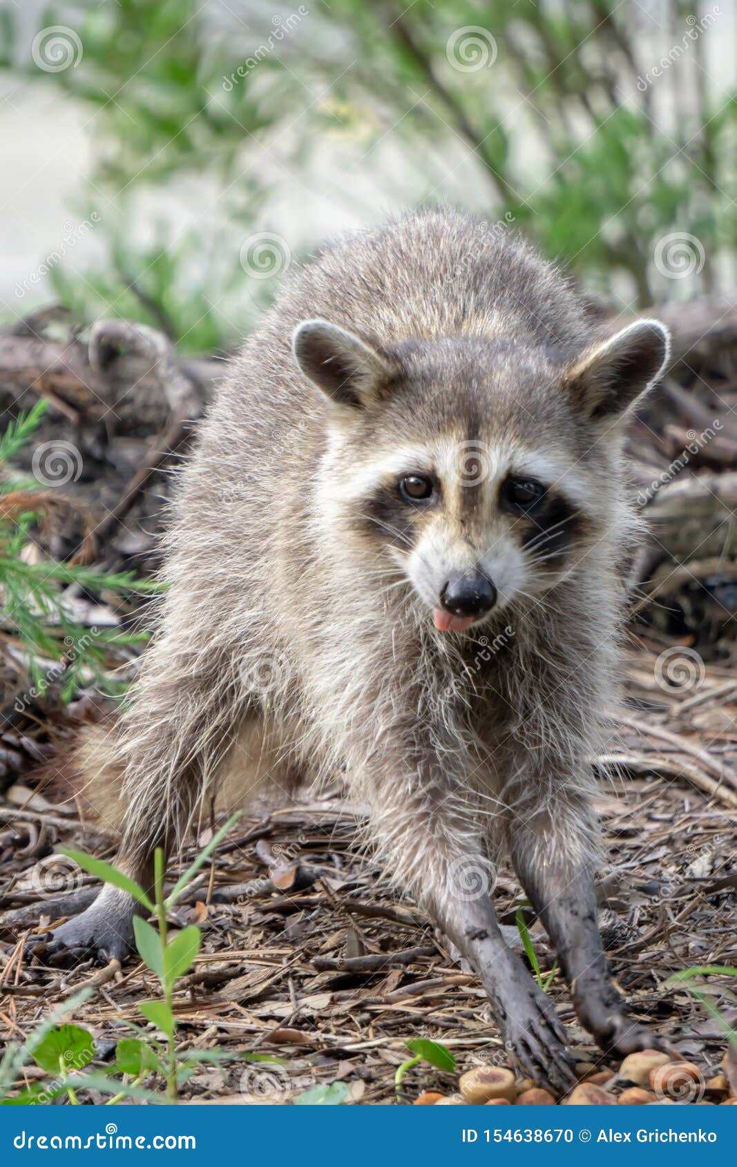 Raccoon Causing Mischief at a Campsite Stock Photo - Image of wildlife ...
