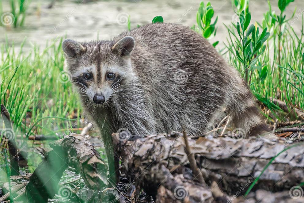 Raccoon Causing Mischief at a Campsite Stock Image - Image of camping ...