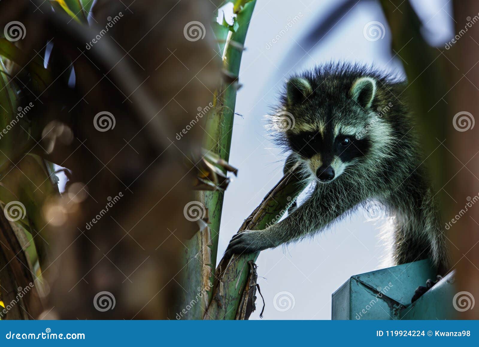 Climbing Raccoon Tree Stock Photos - Download 455 Royalty Free Photos