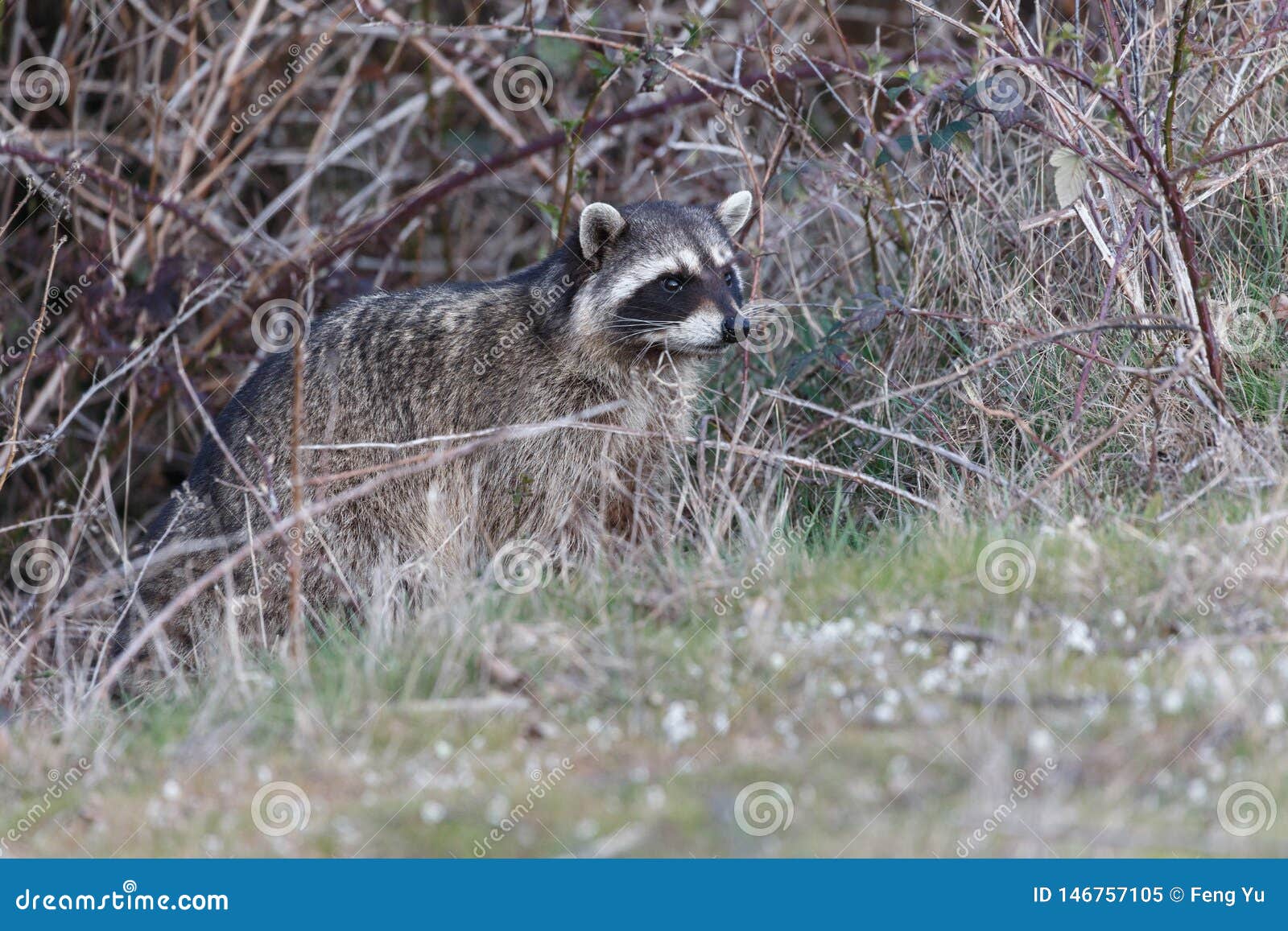 Raccoon close up stock image. Image of animal, close - 146757105