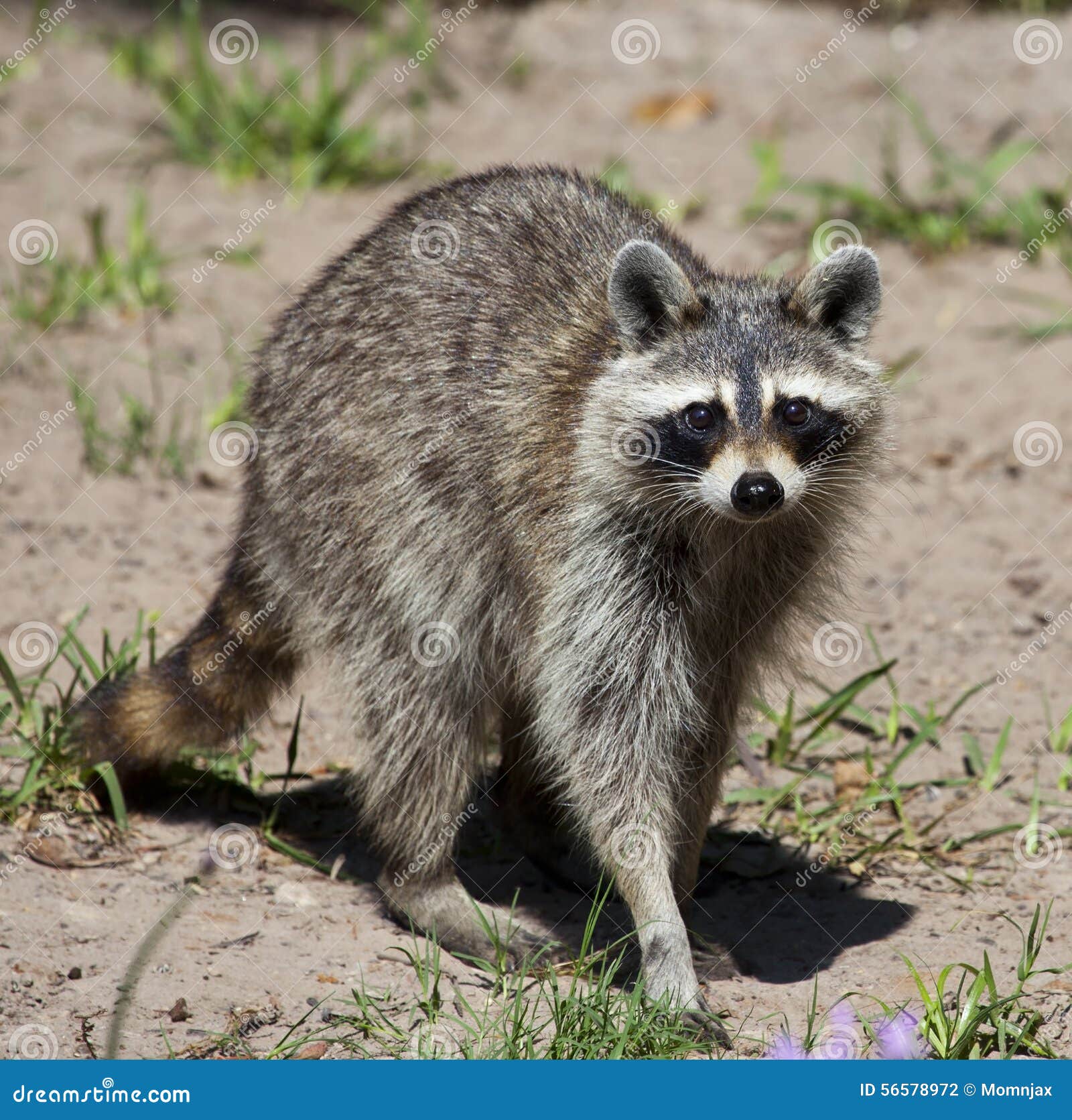 Raccoon stock photo. Image of ring, wildlife, dangerous - 56578972