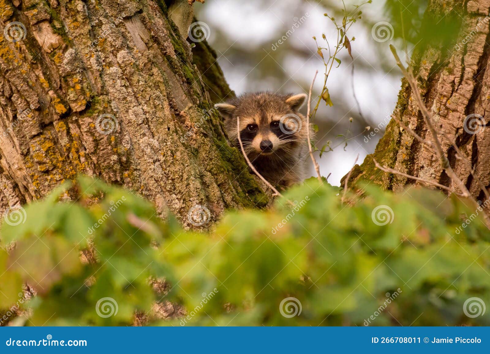 Raccoon Coyly Looking at Me in Autumn Cool Stock Image - Image of ...