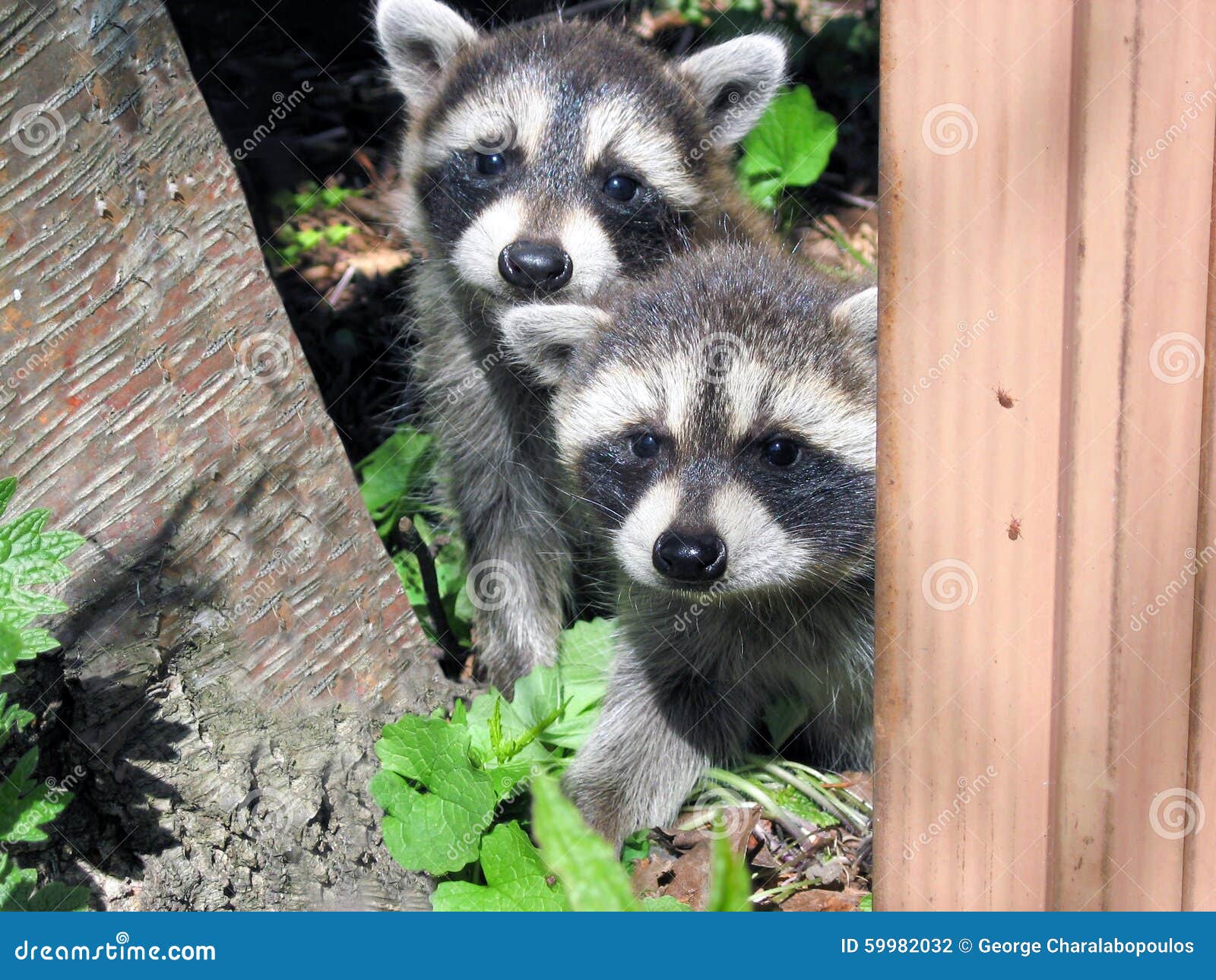 Raccoon Cubs Peeking Out Behind a Tree Stock Photo - Image of animals ...